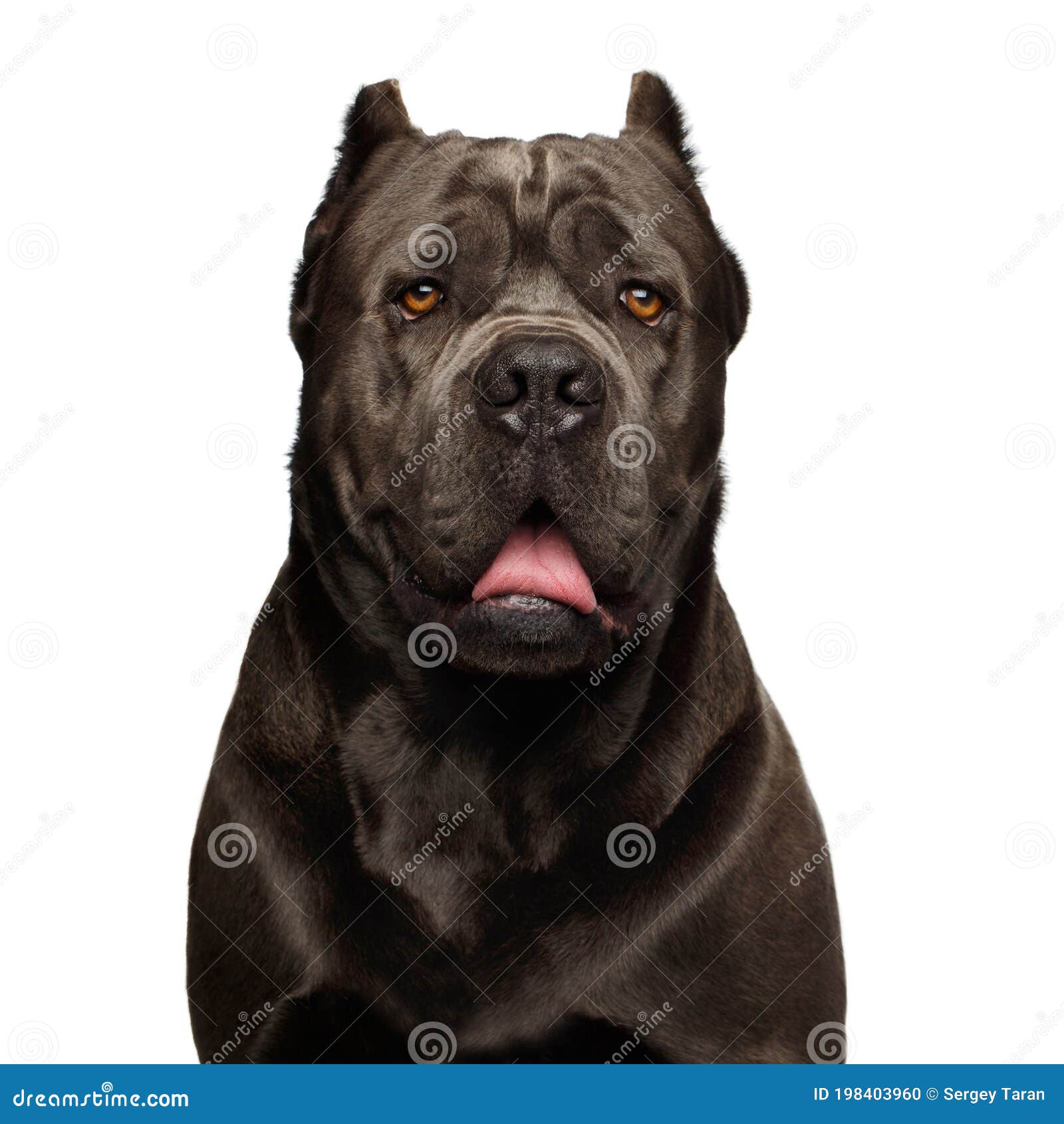 Portrait Cane Corso Dog on White Background Stock Photo - Image of ...