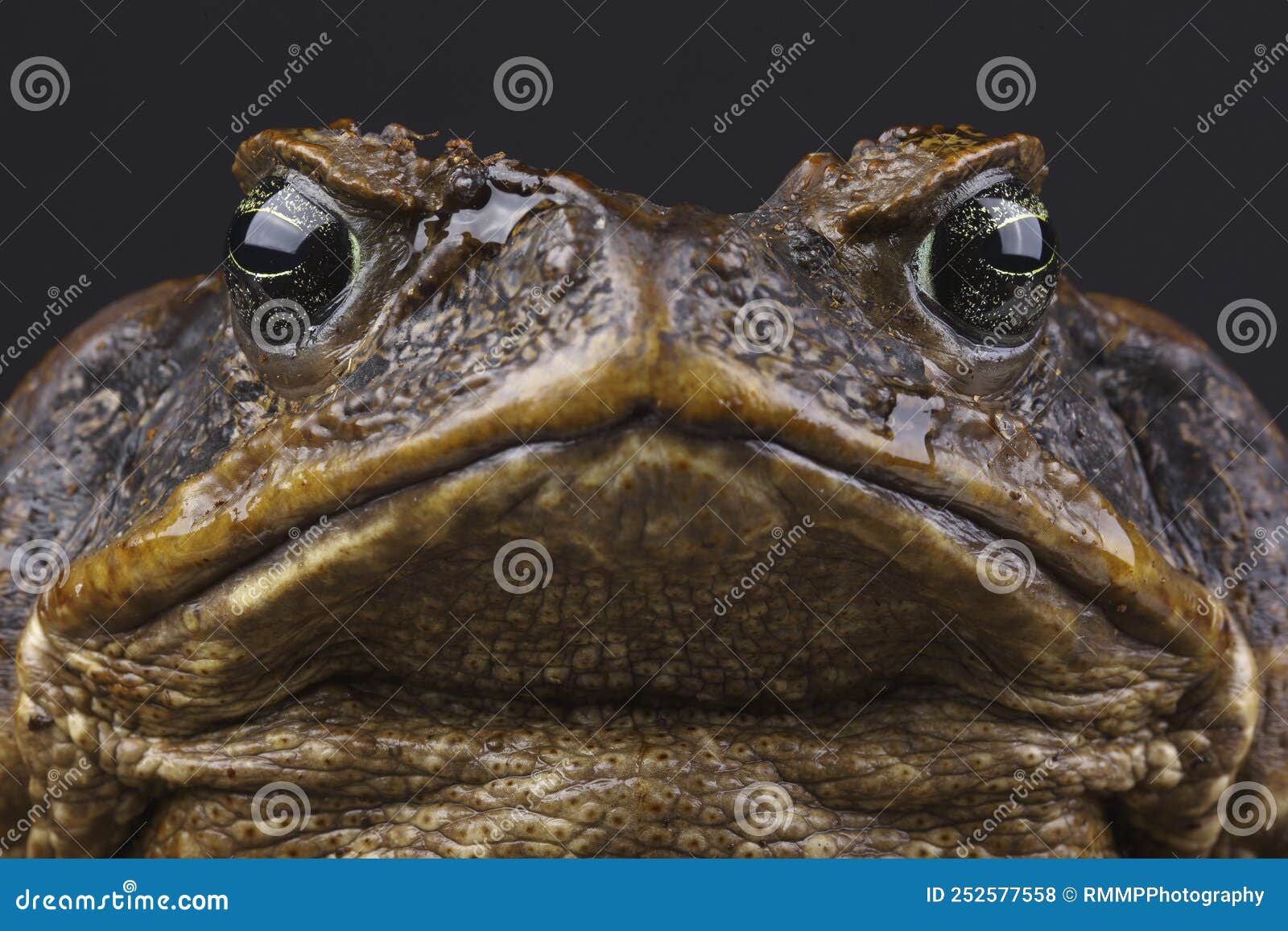 A Portrait of a Cane Toad Against a Black Background Stock Photo ...