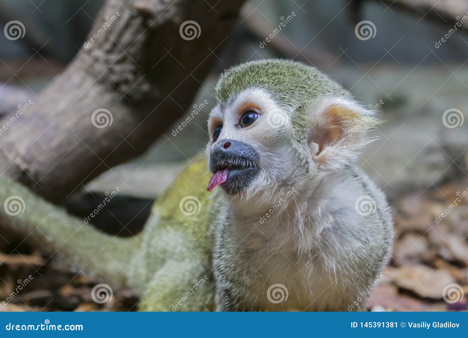 Portrait of a Capuchin Monke Stock Image - Image of mouth, sawdust ...