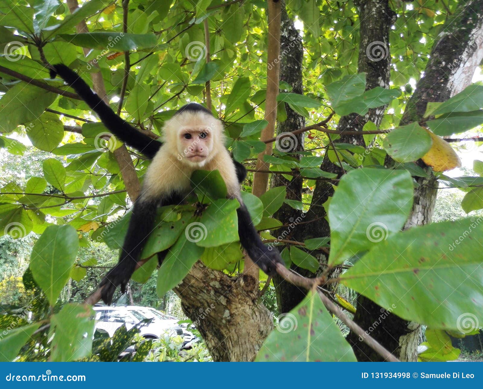 Portrait of a Capuchin Monkey Sitted on a Branch. Stock Photo - Image ...