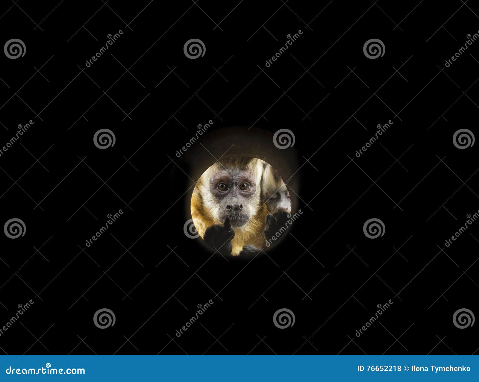 Portrait of Capuchin Monkey through Tube Black Background Stock Photo ...