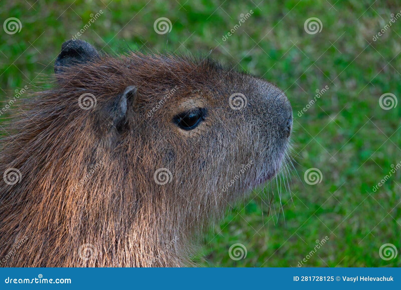 Portrait Capybara Backdrop of Green Grass Stock Image - Image of ...