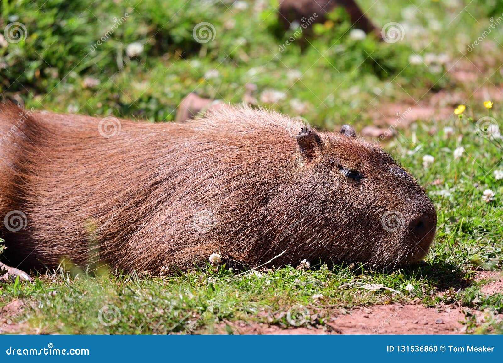 Capybara Hydrochoerus Hydrochaeris Lying on the Grass Stock Photo ...