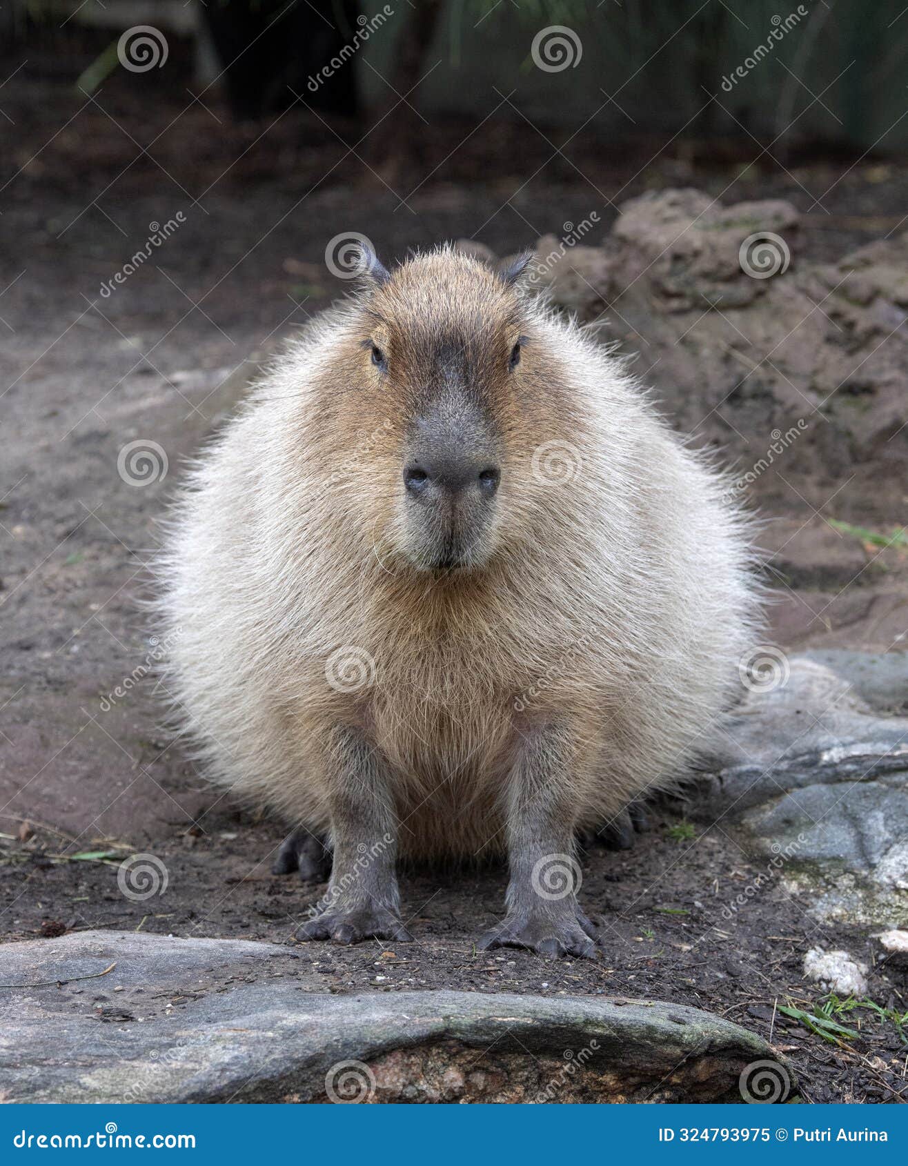 A Portrait of a Capybara Looking at Camera. Capybara Front View Stock ...