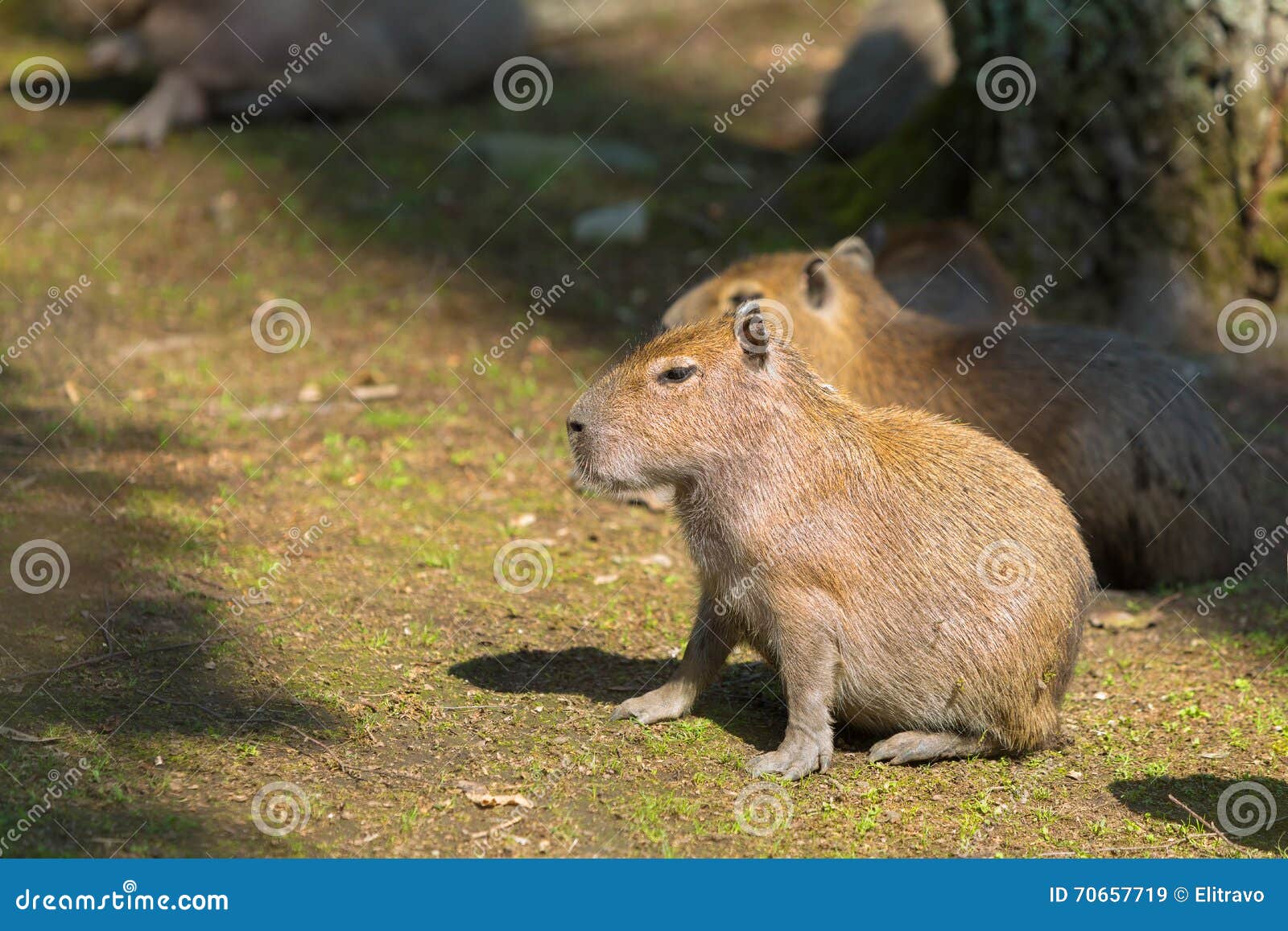 Portrait Capybara in Nature Stock Image - Image of large, mammal: 70657719