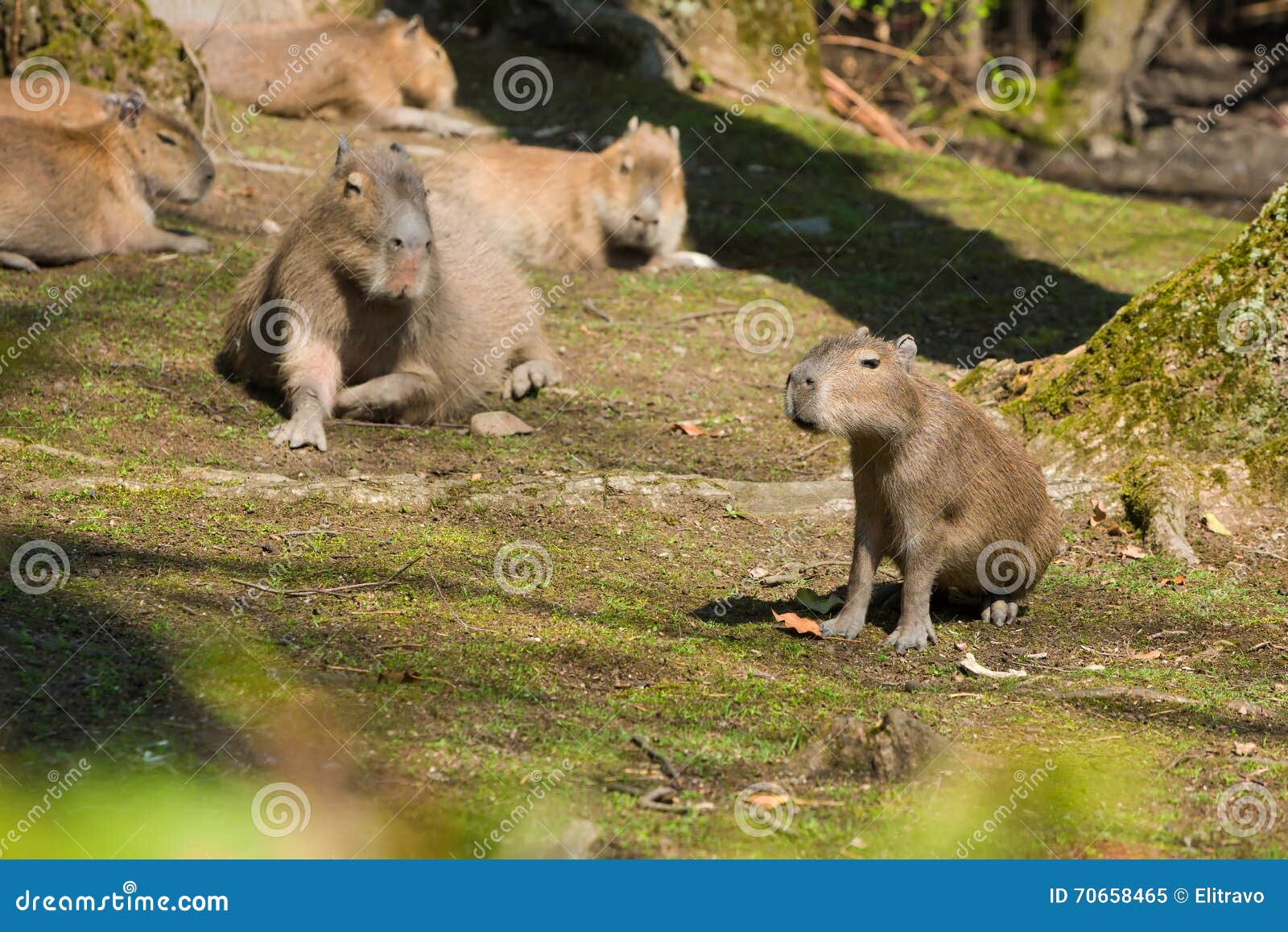 Portrait Capybara in Nature Stock Image - Image of aquatic, webbed ...