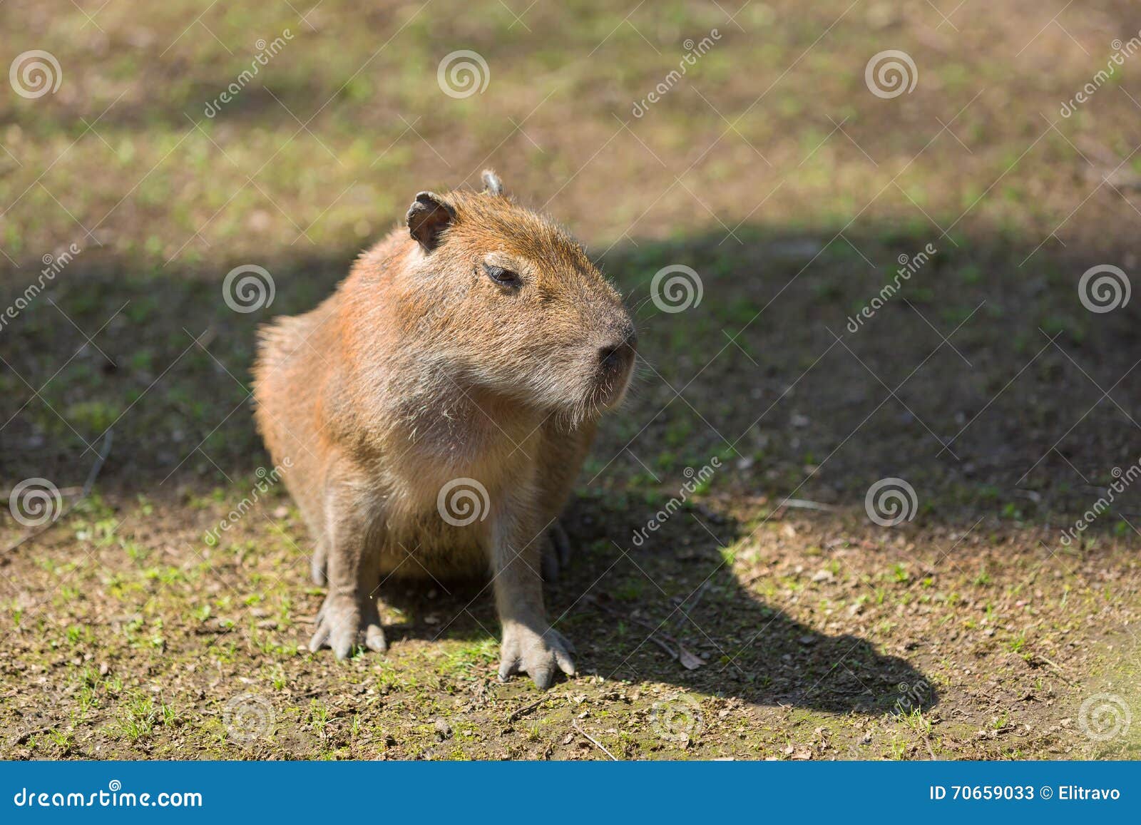 Portrait Capybara in Nature Stock Image - Image of outdoor, american ...