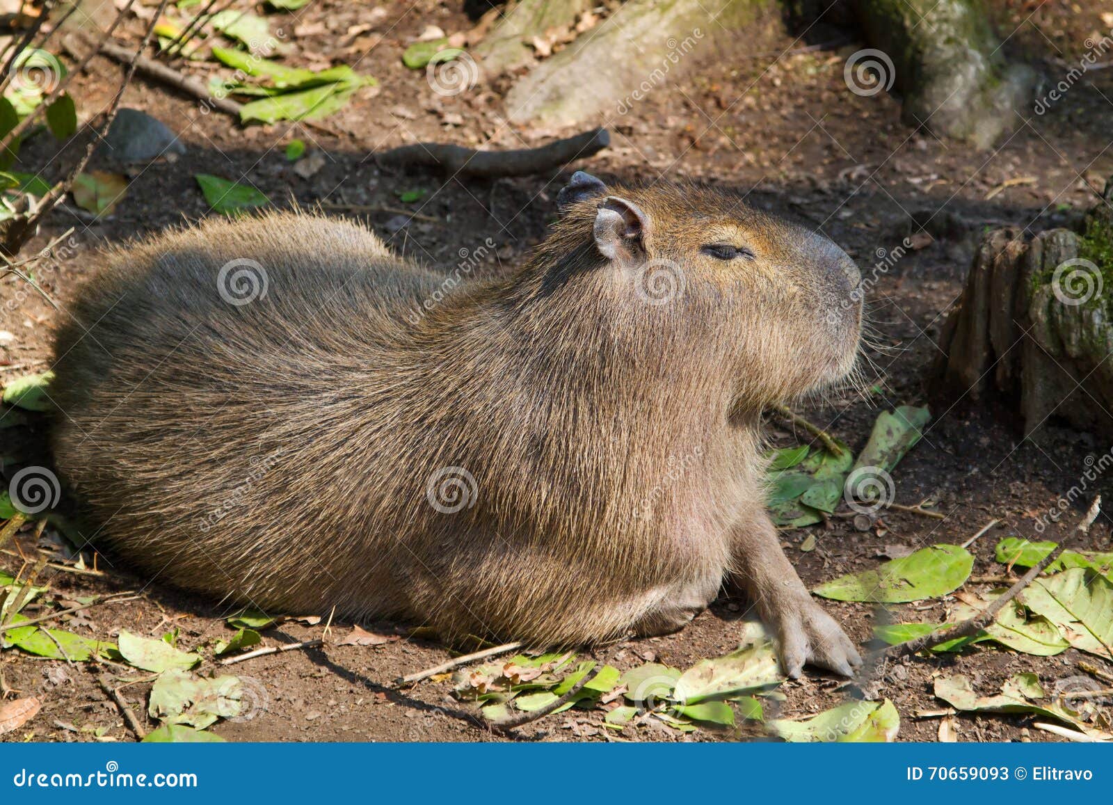 Portrait Of Capybara, Close-up. Royalty-Free Stock Image ...
