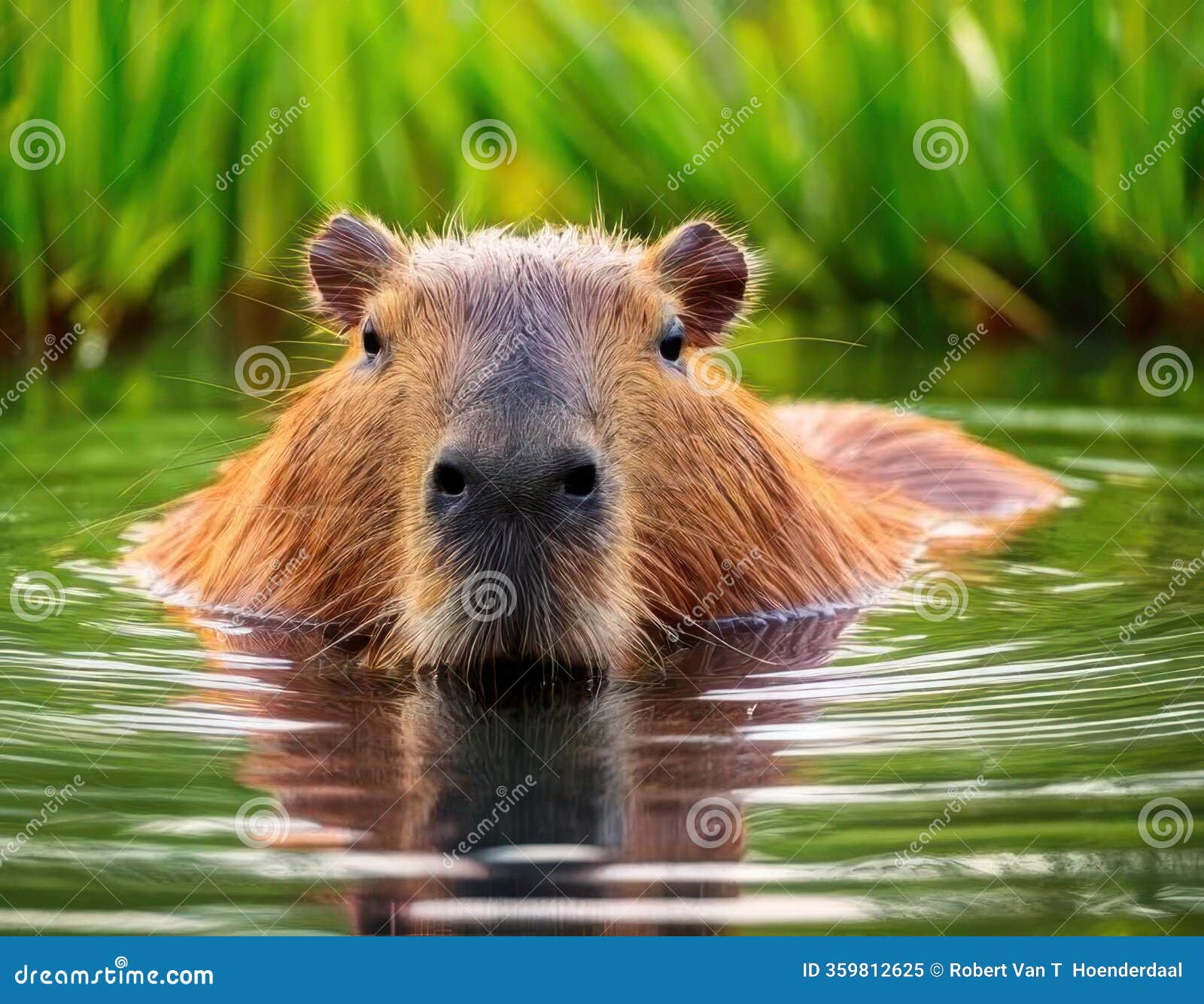 Portrait of a Capybara Swimming Stock Illustration - Illustration of ...