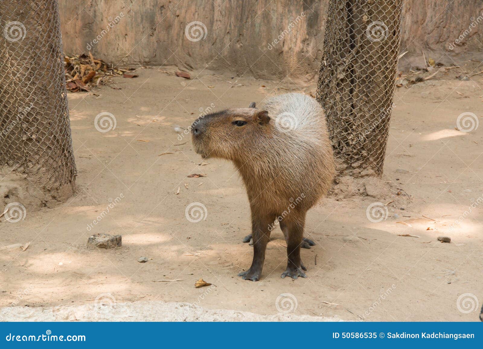 Portrait of a capybara stock image. Image of brown, ibera - 50586535
