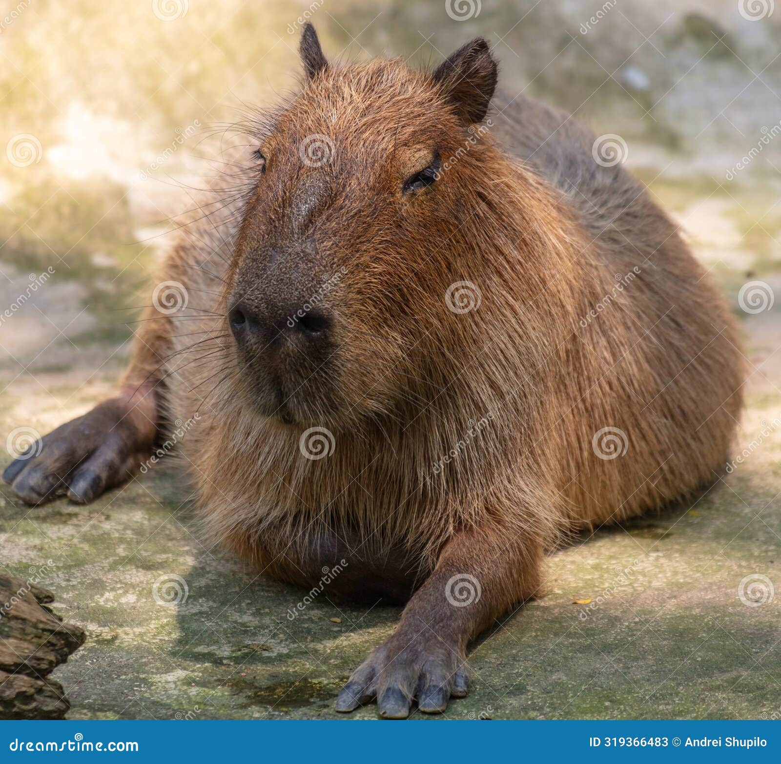 Portrait of a Capybara in the Zoo Stock Image - Image of hydrochaeris ...