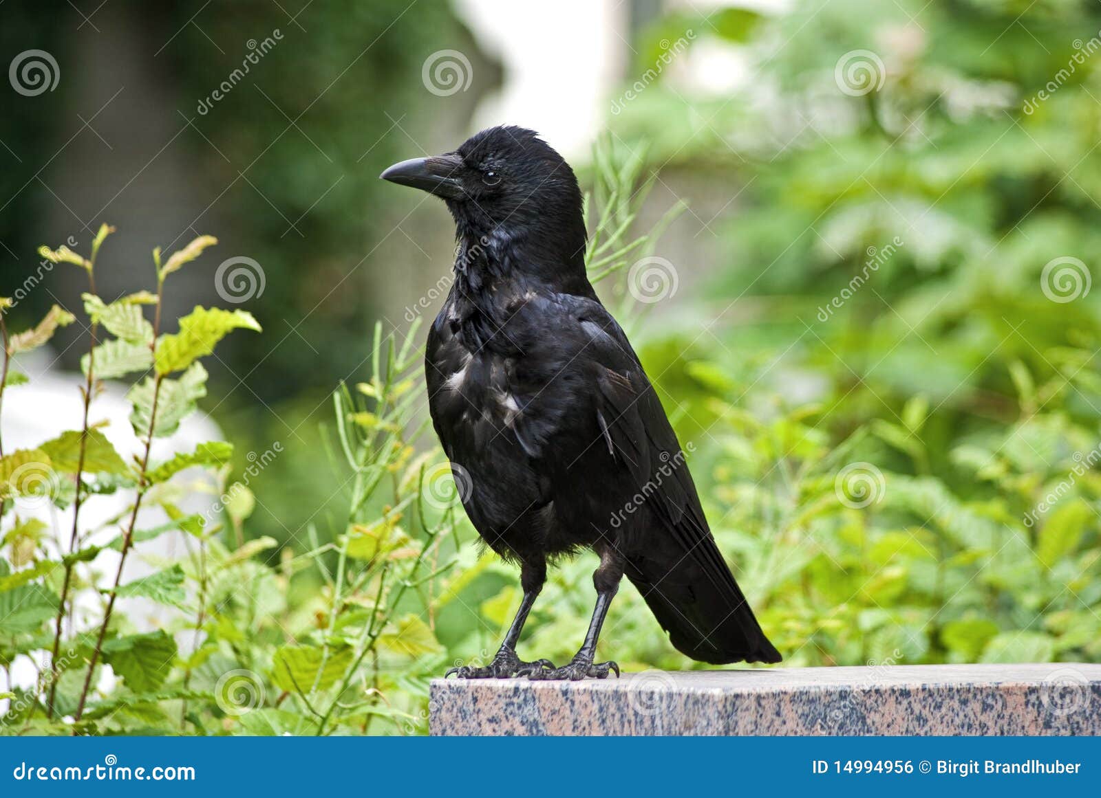Portrait of a carrion crow stock photo. Image of raven - 14994956