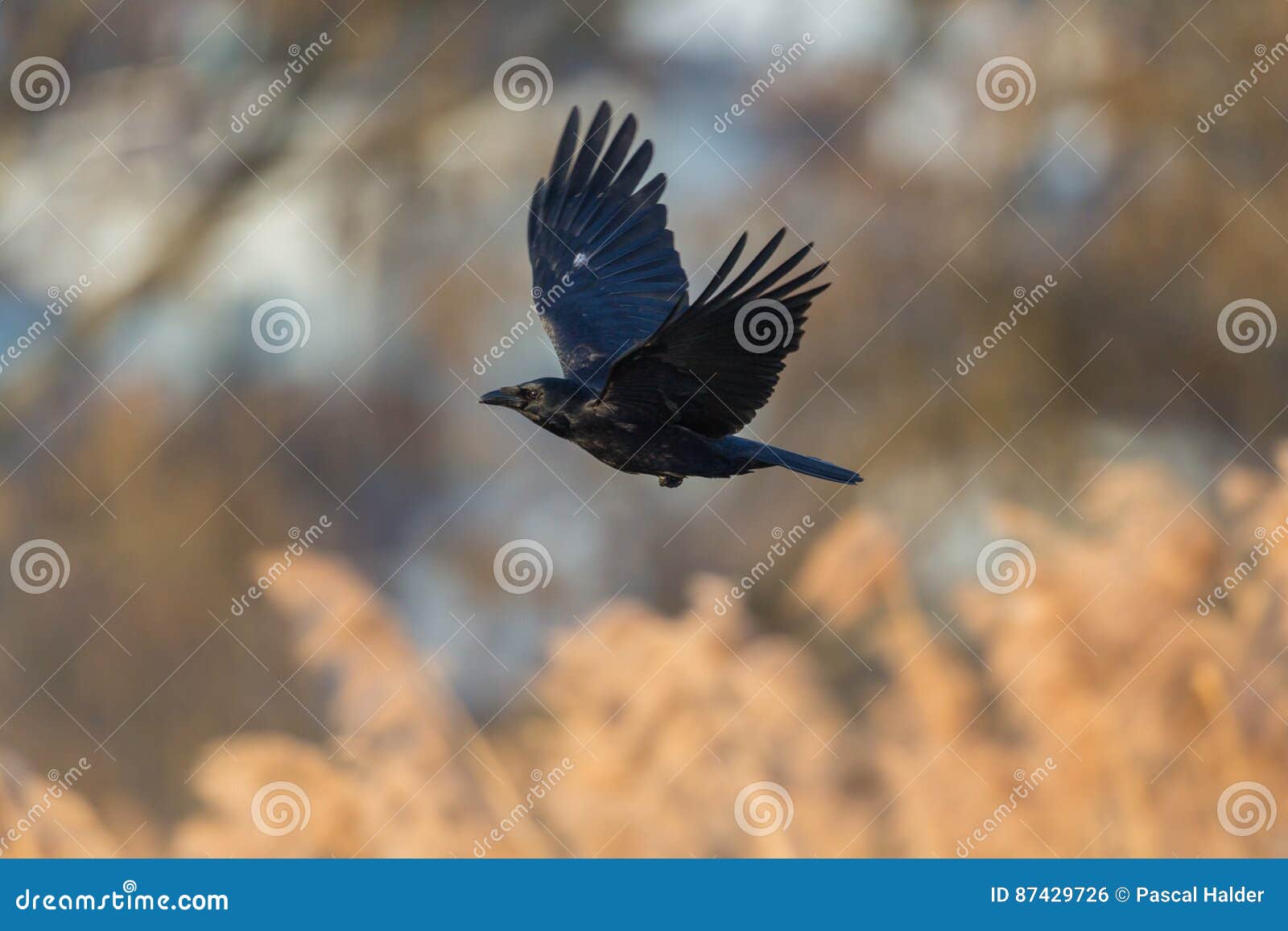 Portrait of Carrion Crow Corvus Corone Flying Stock Photo - Image of ...