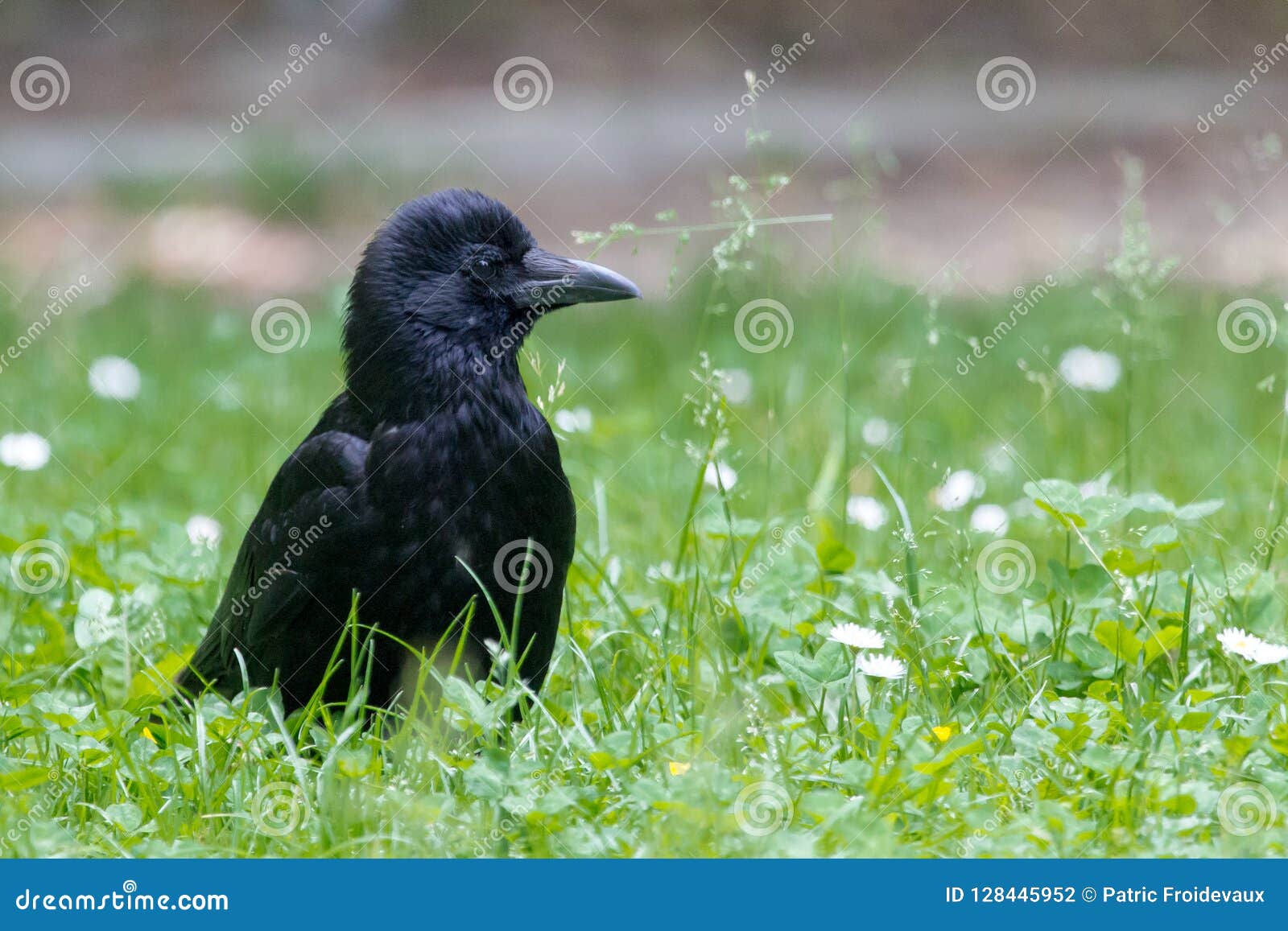 Portrait of a Carrion Crow - Corvus Corone - in the Grass Stock Photo ...