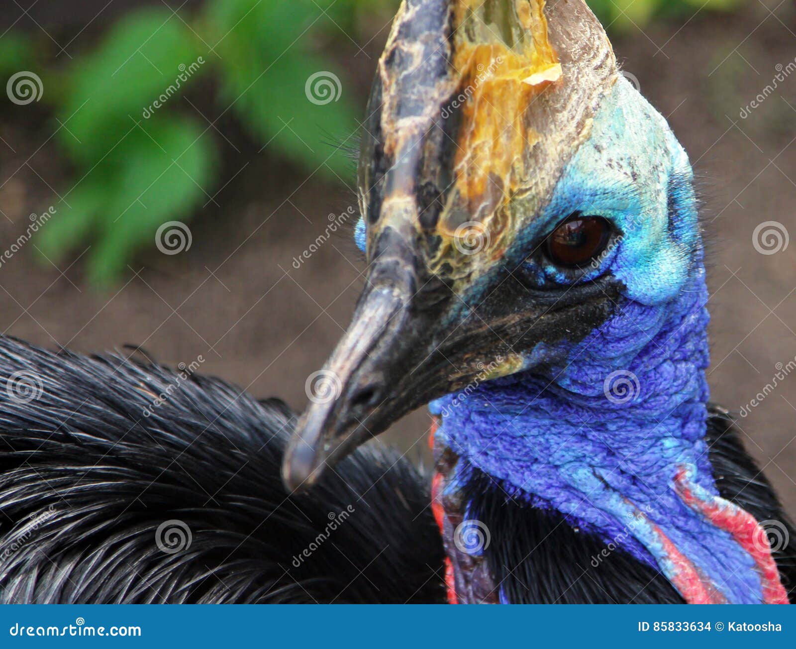 Portrait of Cassowary Casuarius Stock Photo - Image of closeup, animal ...
