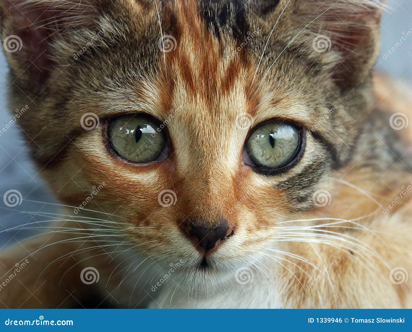 Portrait of Cat stock photo. Image of kitten, pets, friends - 1339946