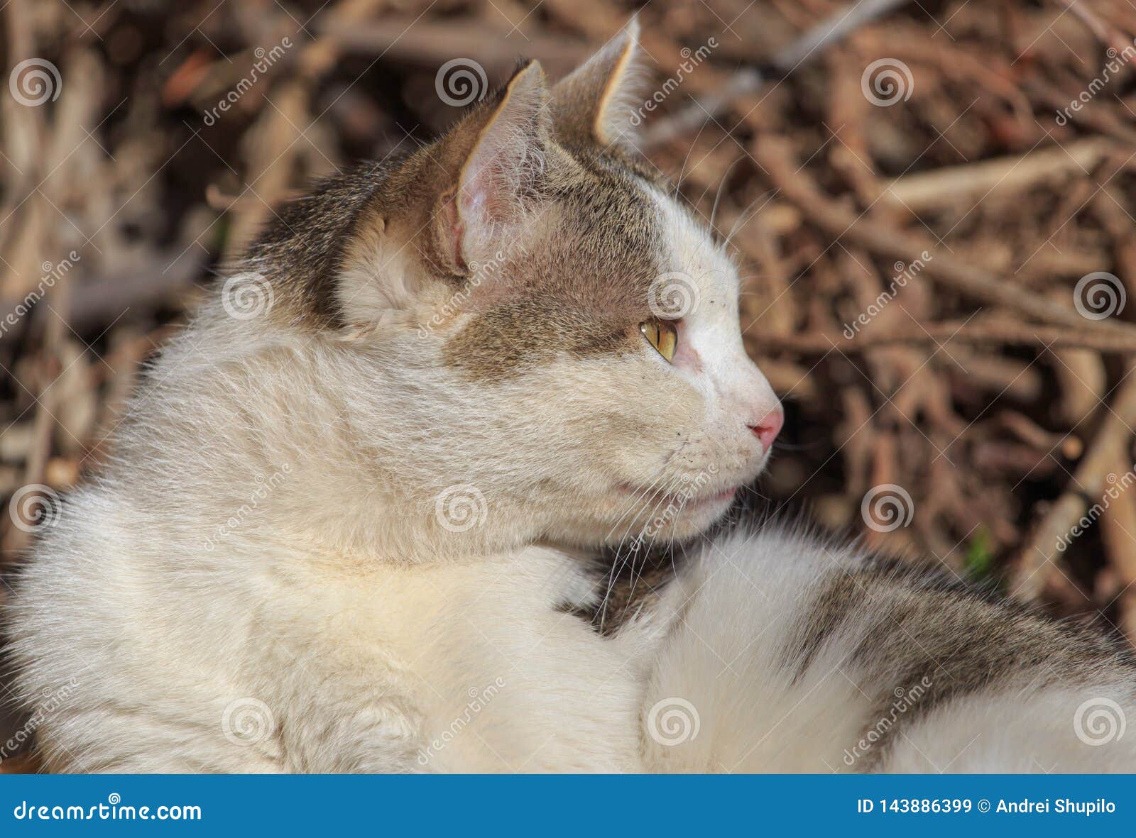 Portrait of a Cat Basking in the Sun Stock Image - Image of soil, tail ...