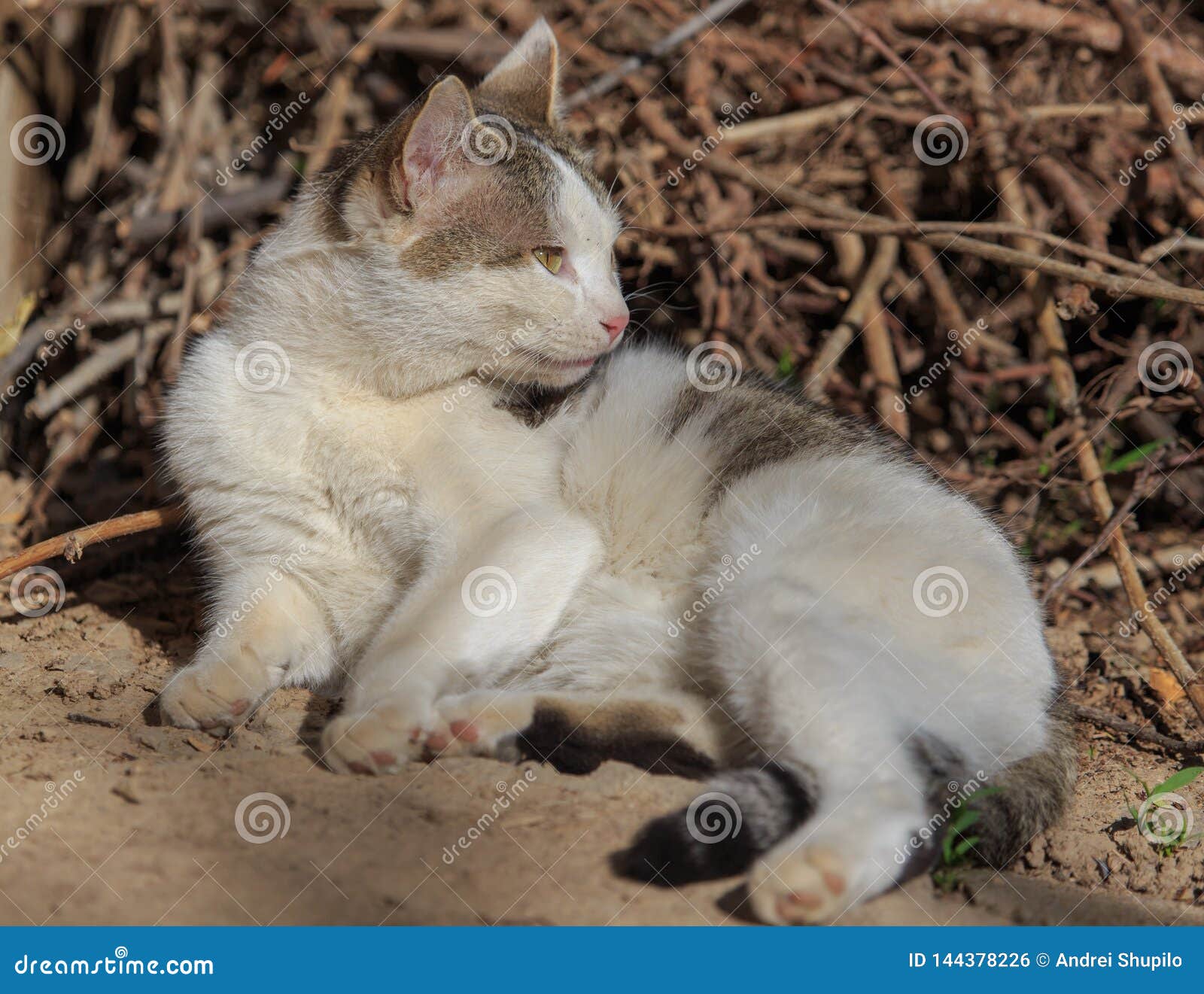 Portrait of a Cat Basking in the Sun Stock Photo - Image of paws, tail ...