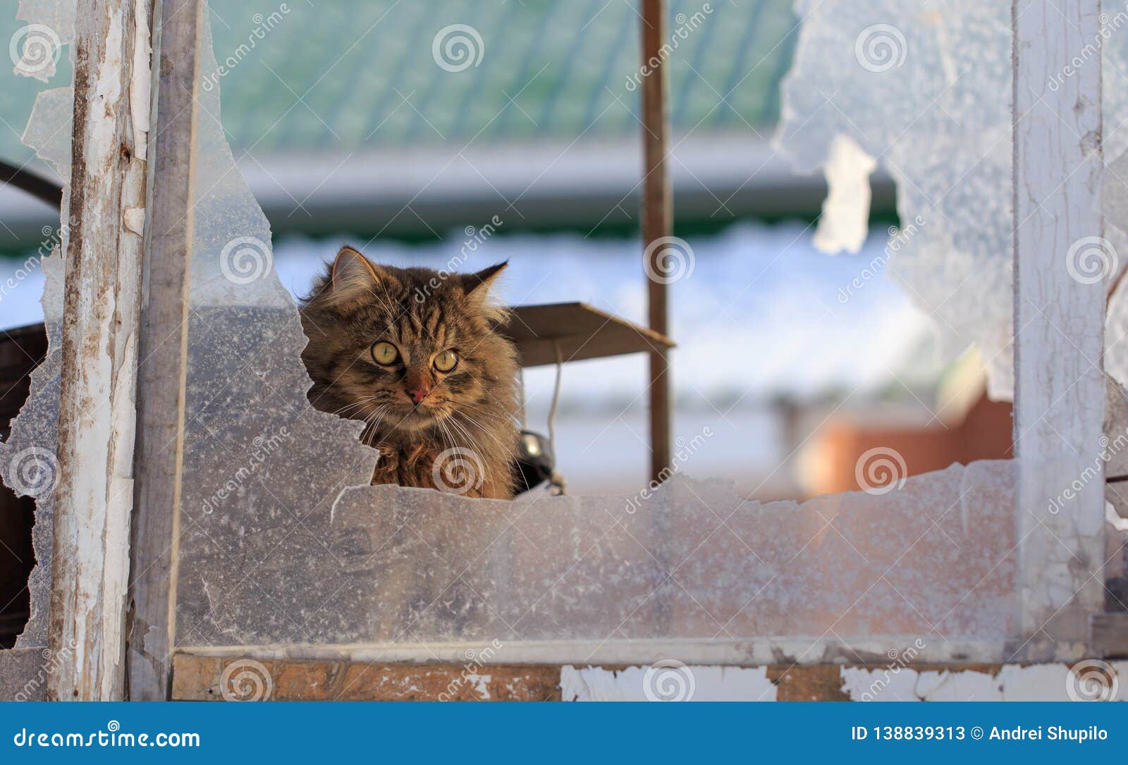 Portrait of a Cat in a Broken Window Stock Image - Image of furry ...