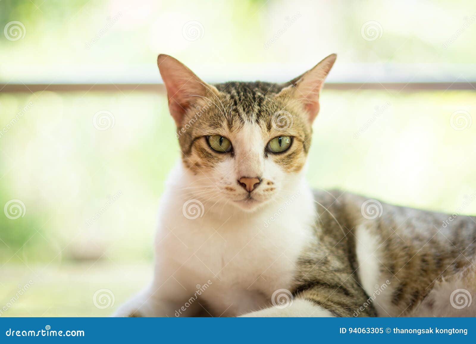Portrait of cat stock image. Image of birman, feline - 94063305
