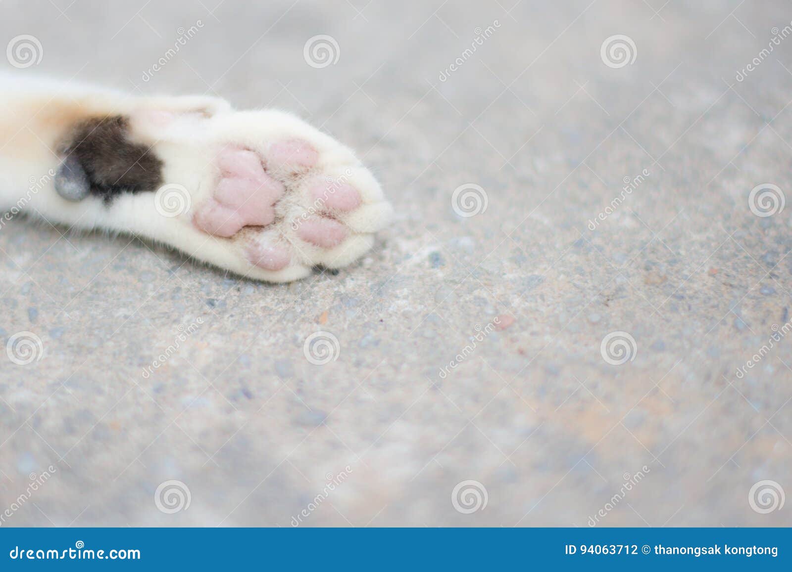 Portrait of cat stock photo. Image of leaf, calico, birman - 94063712