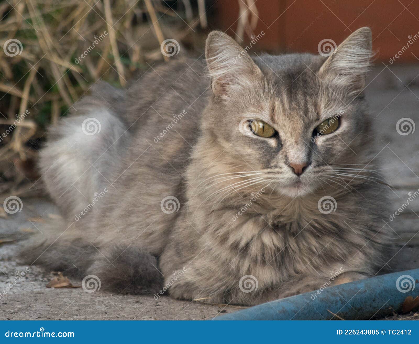 Cat stock image. Image of closeup, kitty, animal, look - 226243805