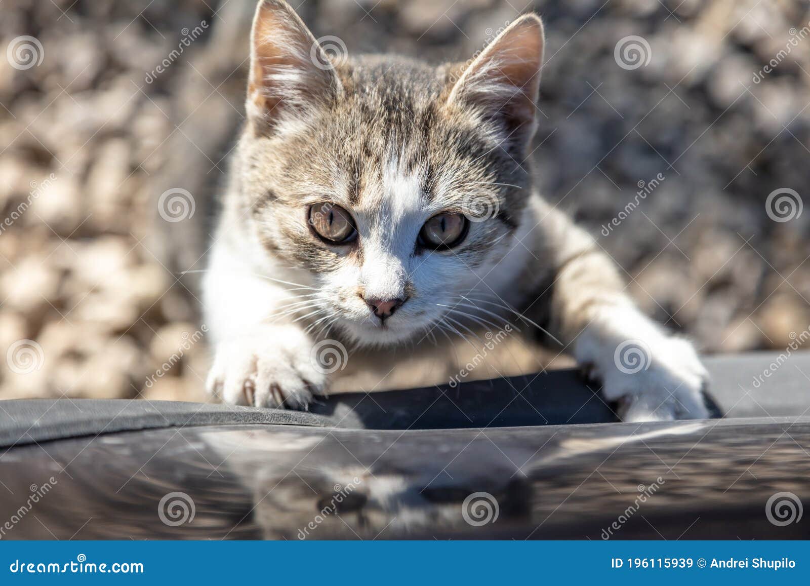 Portrait of a Cat Climbing Up Stock Image - Image of tabby, beautiful ...