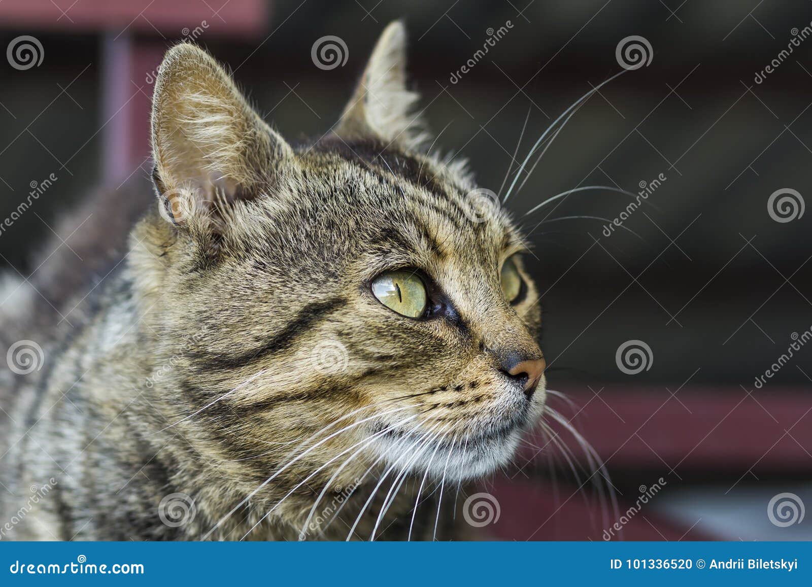 Portrait of a Cat Close-up. Pet Animal. Stock Photo - Image of head ...