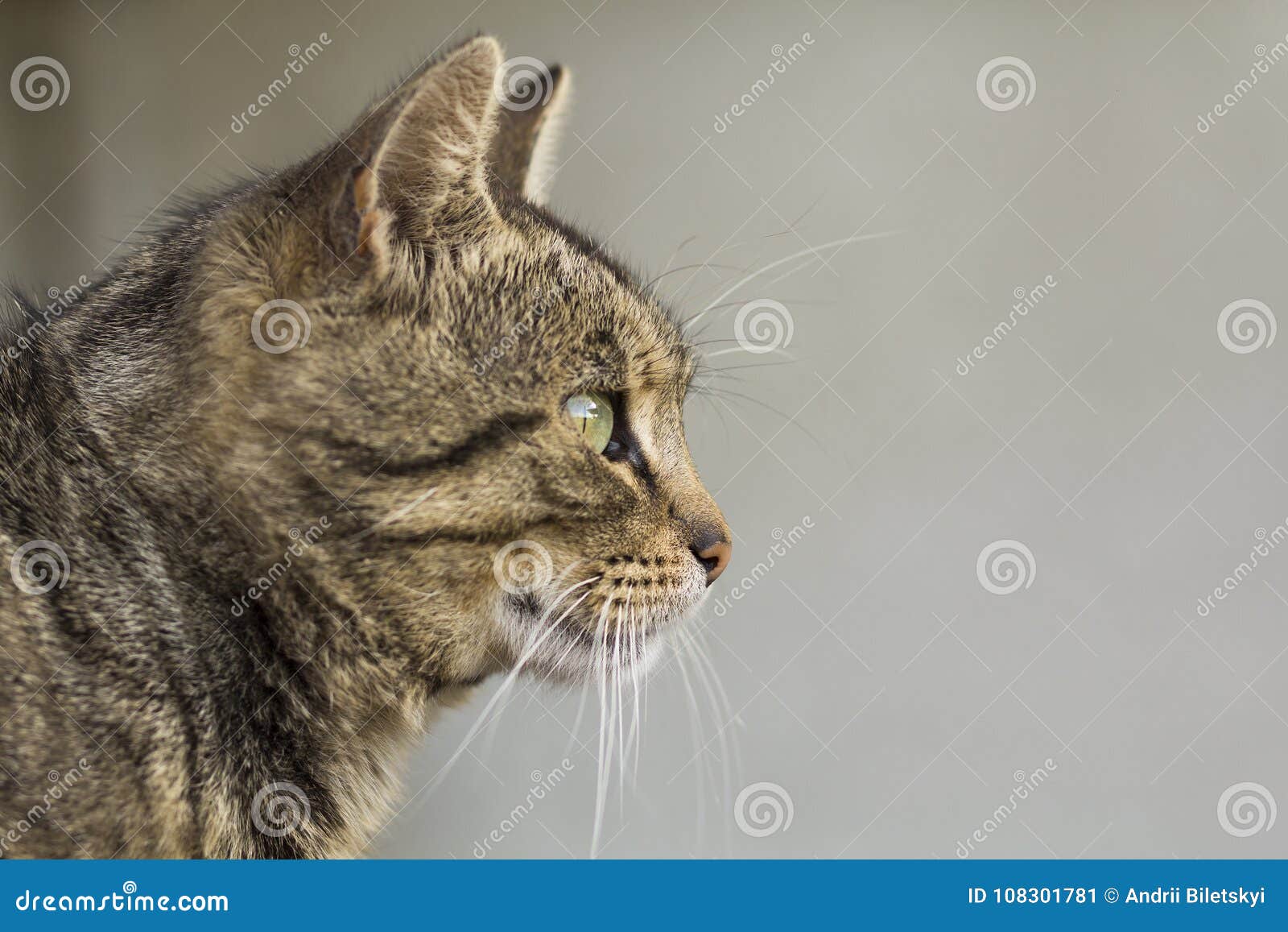 Portrait of a Cat Close-up. Pet Animal. Stock Image - Image of cute ...