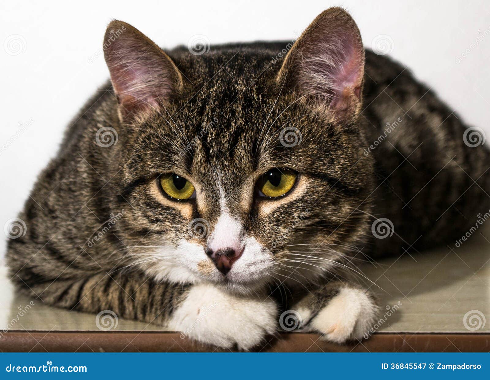 Portrait of a cat stock image. Image of friendship, overweight - 36845547