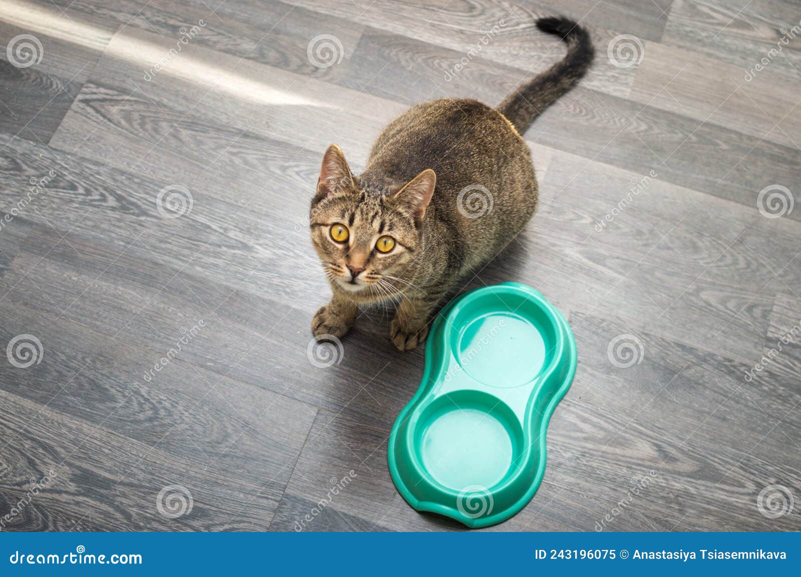 Portrait of a Cat on the Floor with an Empty Bowl. Hungry Cat Stock ...