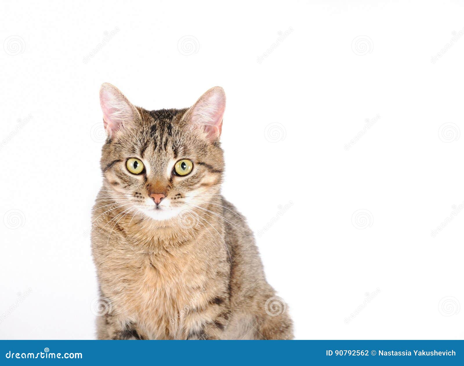 Portrait of cat gaze stock photo. Image of nature, home - 90792562