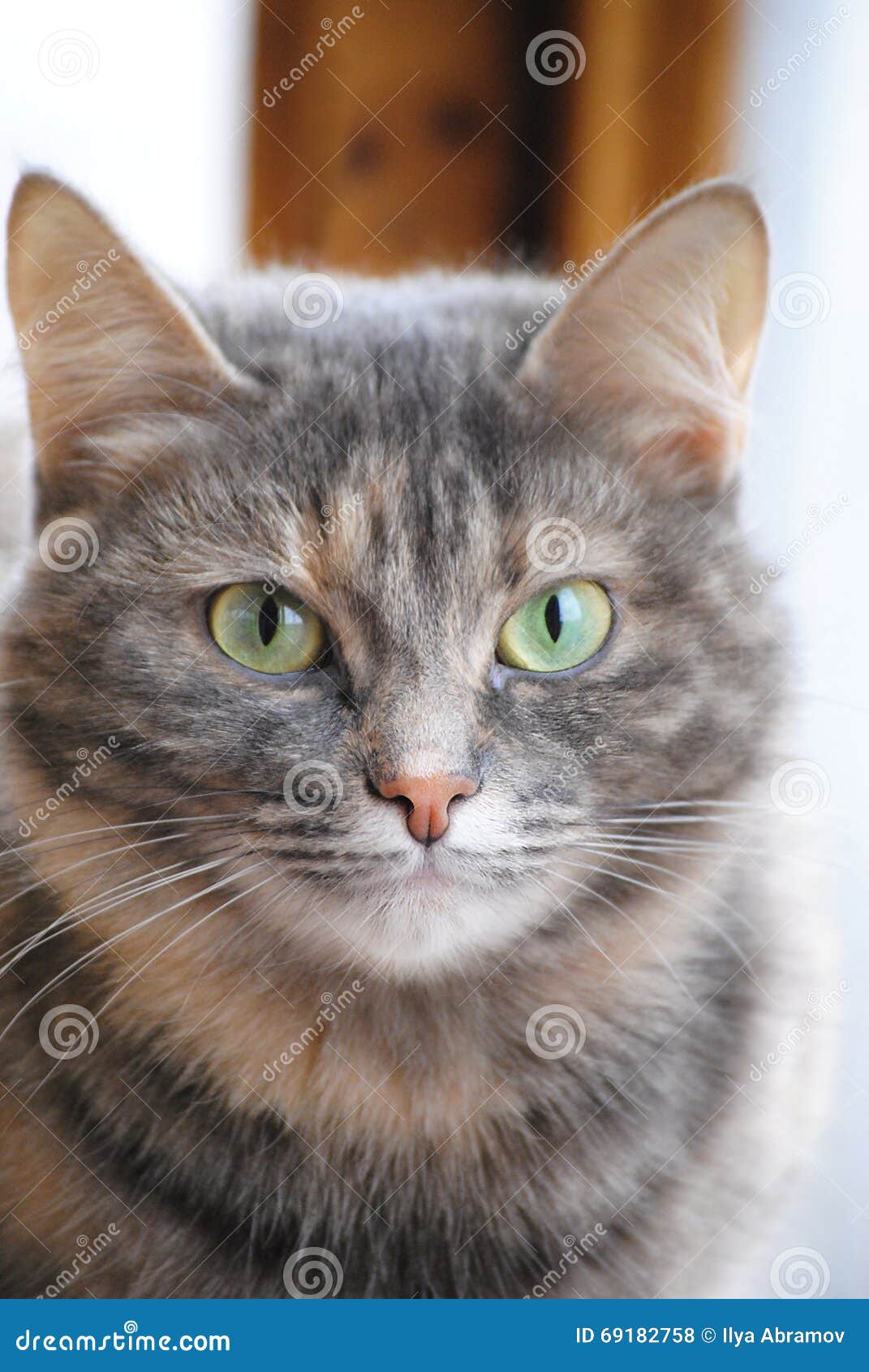 Portrait of a cat stock photo. Image of head, camera - 69182758