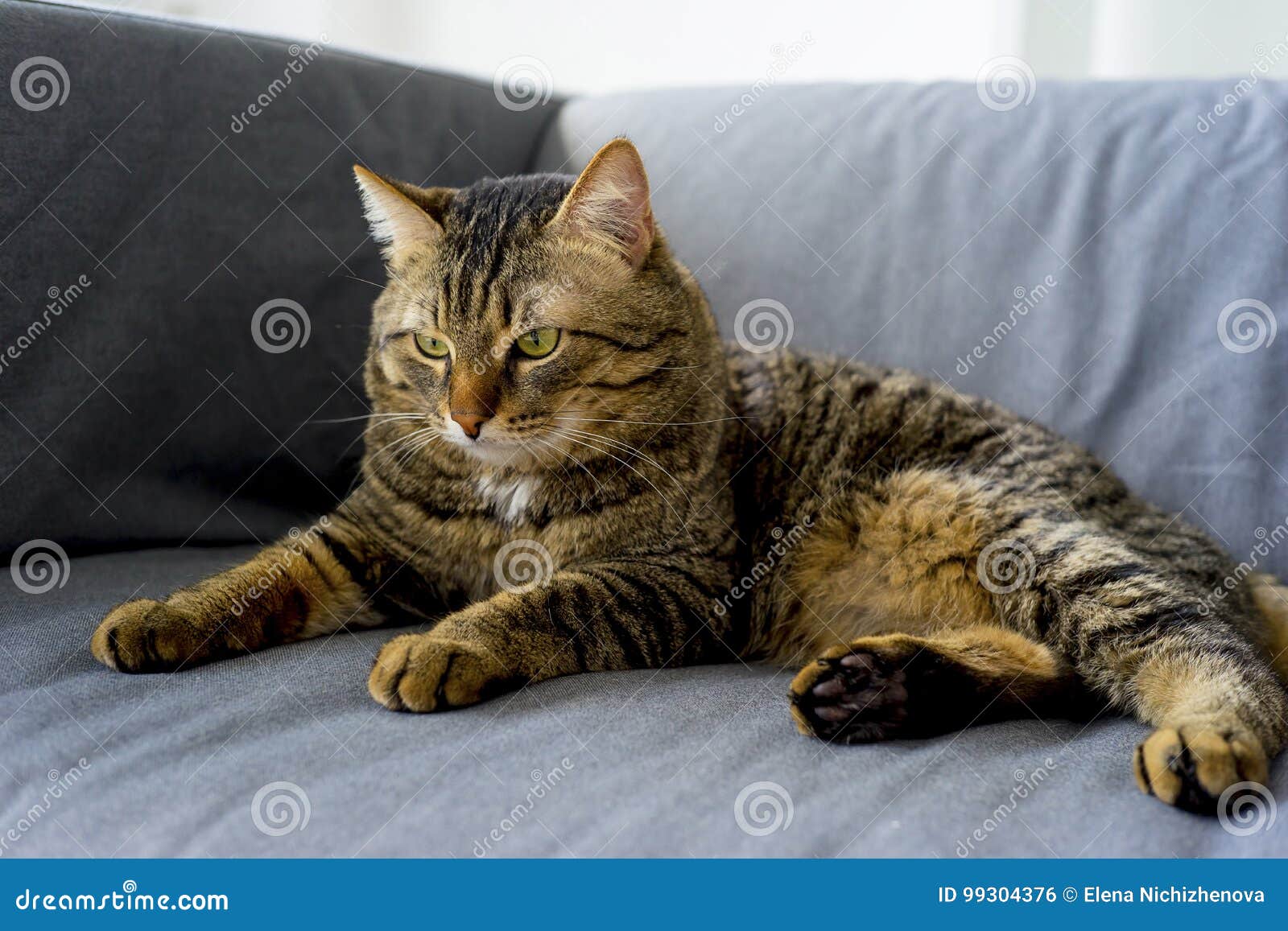 Pet cat at home stock photo. Image of motherhood, daughter - 99304376