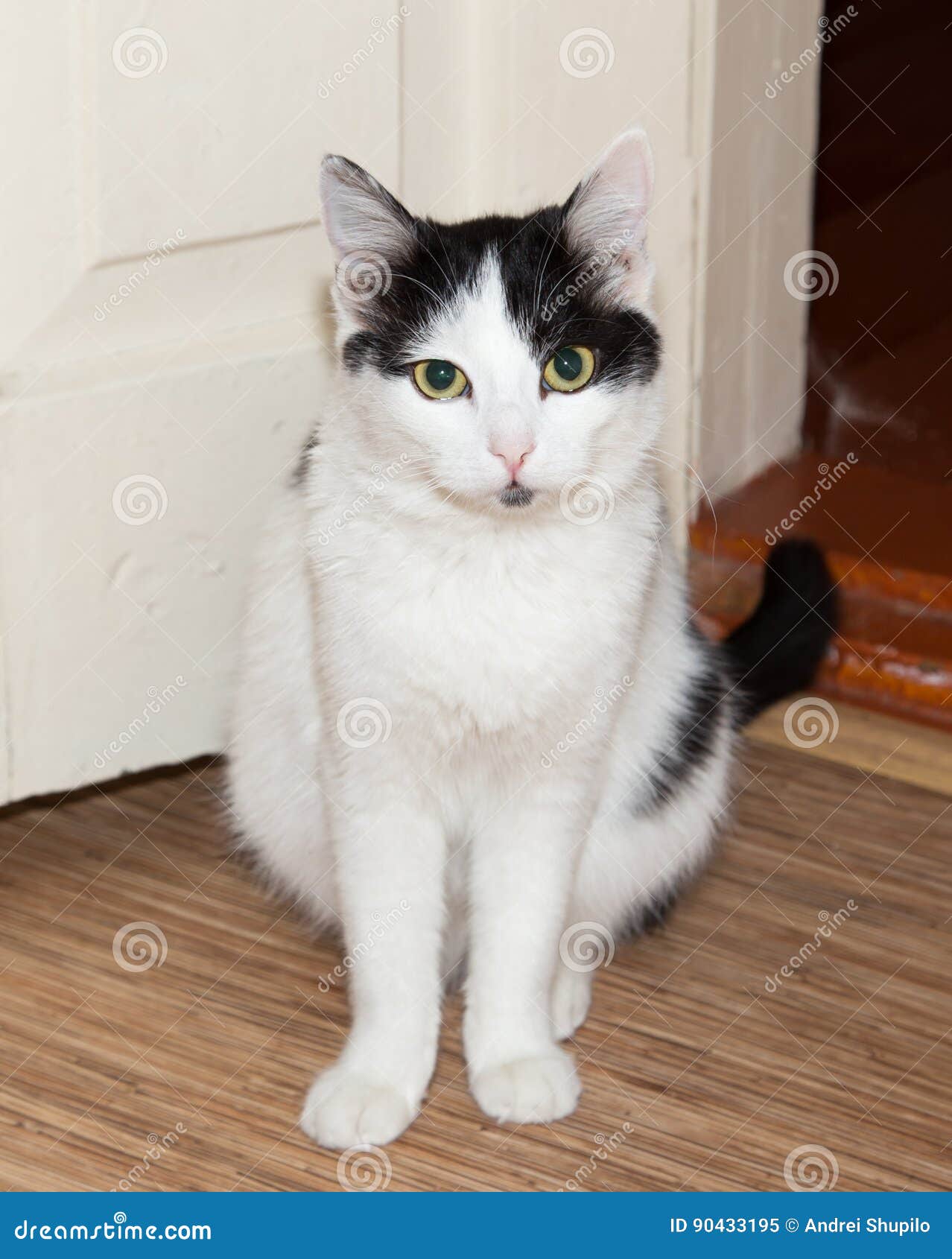 Portrait of a Cat in the House Stock Image - Image of mammal, interior ...