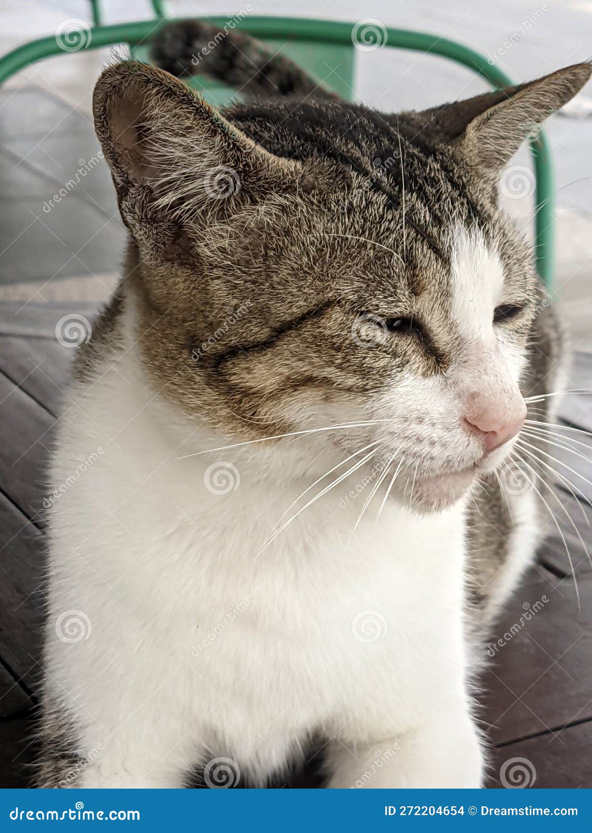 Spoiled cat stock photo. Image of nose, mammal, snout - 272204654