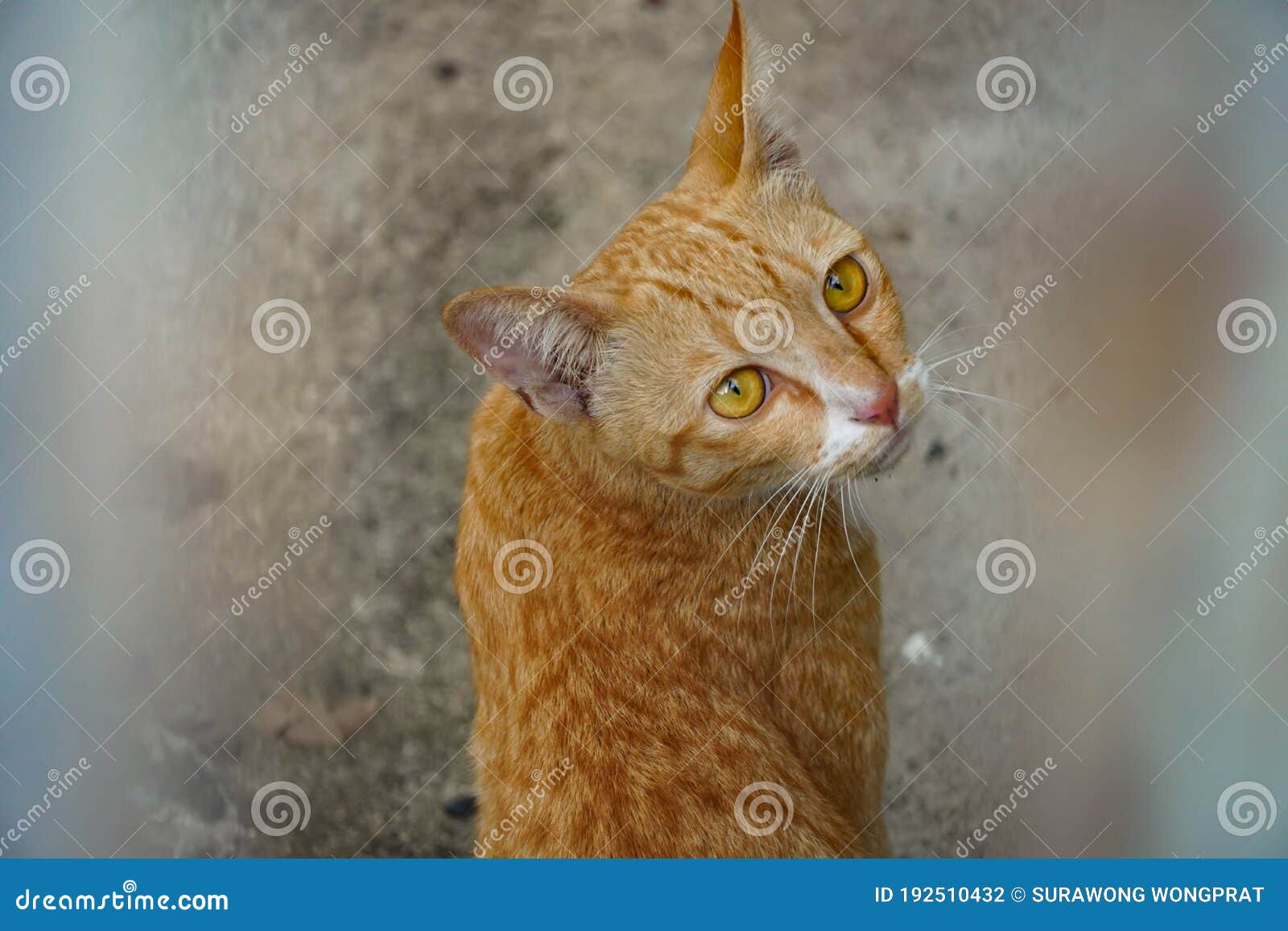 Portrait of Cat Looking Back at Camera. Stock Photo - Image of mammal ...