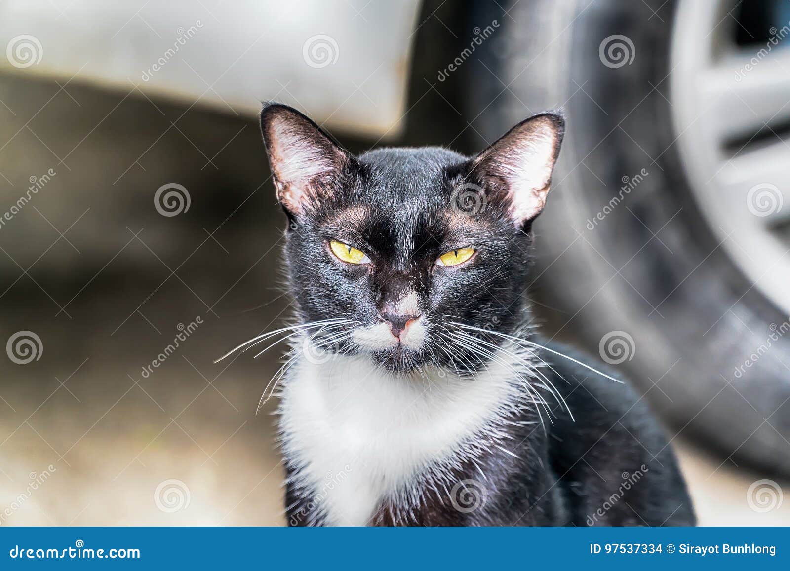 Portrait of Cat Looking at Camera Stock Photo - Image of body, closeup ...