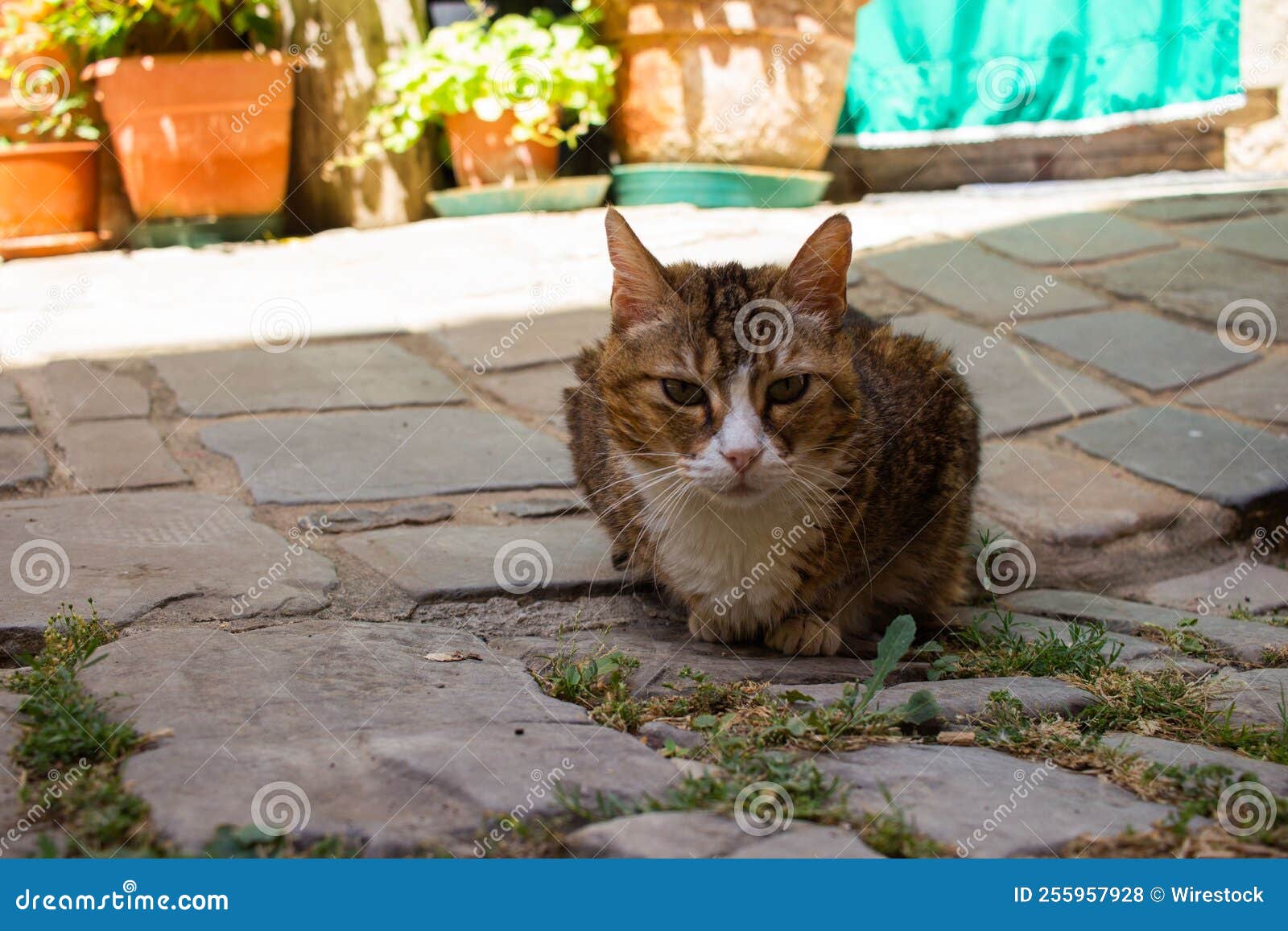 Portrait of a Cat Looking into the Camera Captured Outdoors Under a ...