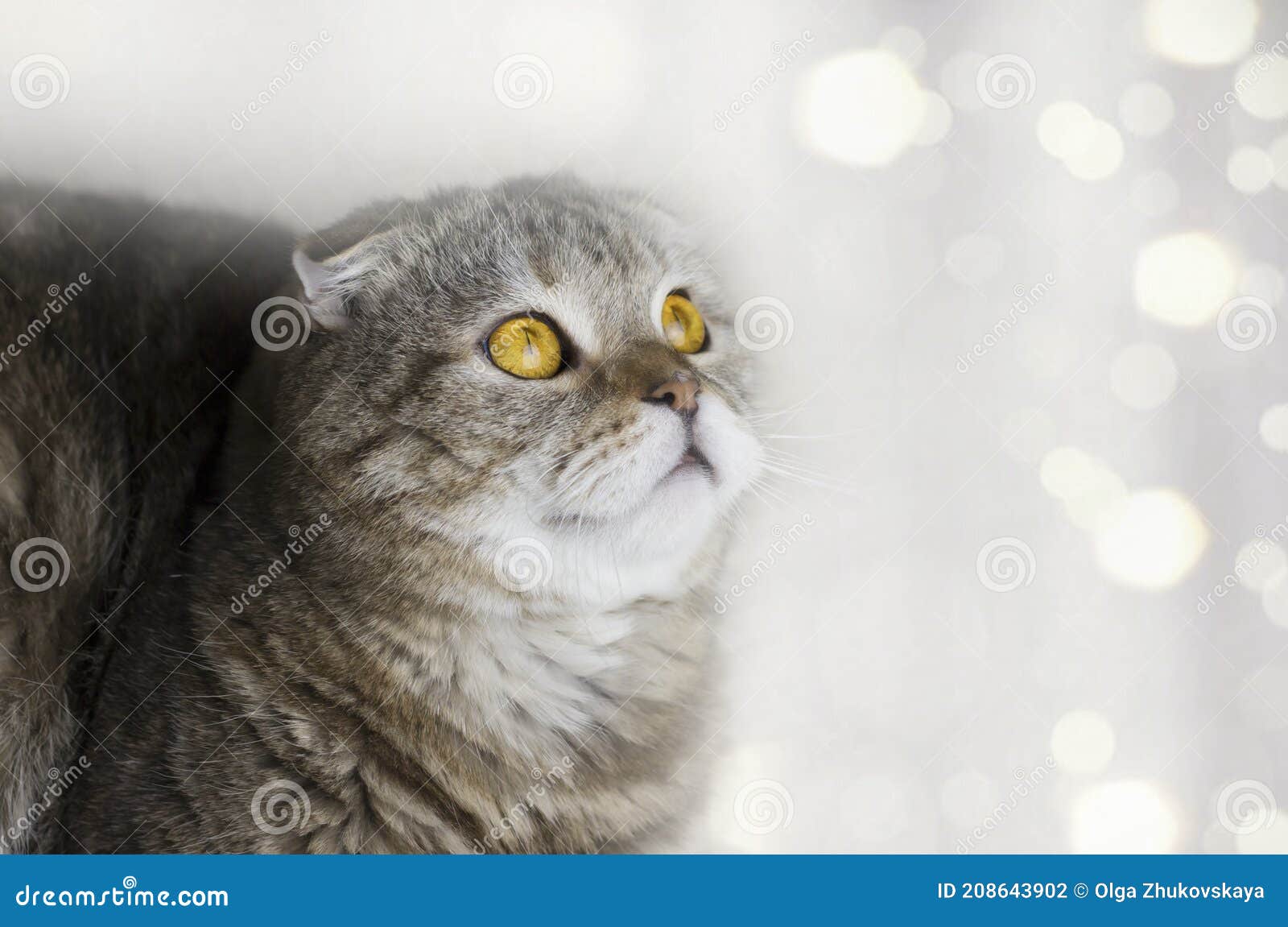 Portrait of a Cat Looking To the Right. the Cat is Fluffy Stock Photo ...