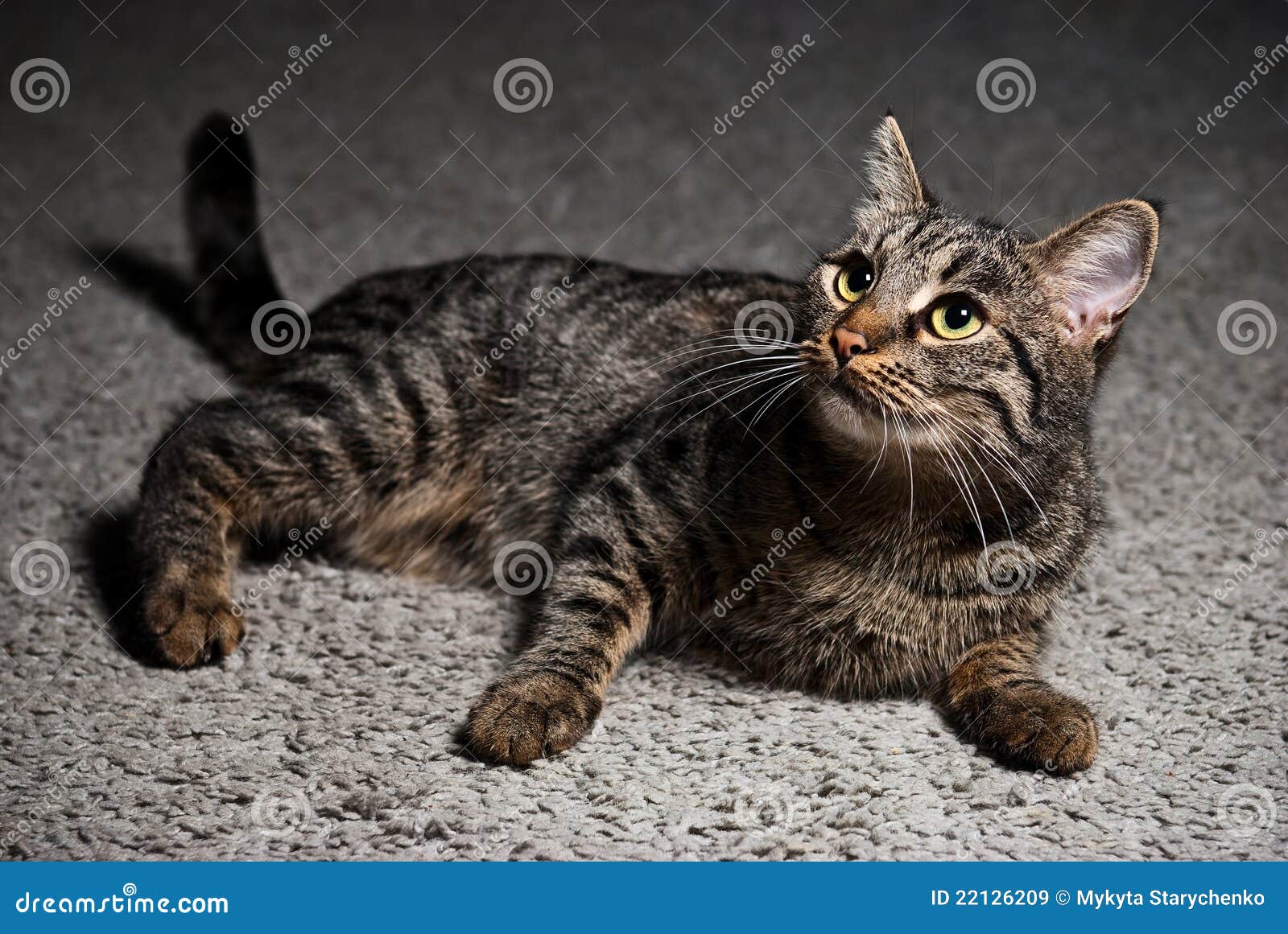 Portrait of a Cat Lying on the Carpet Stock Image - Image of feline ...