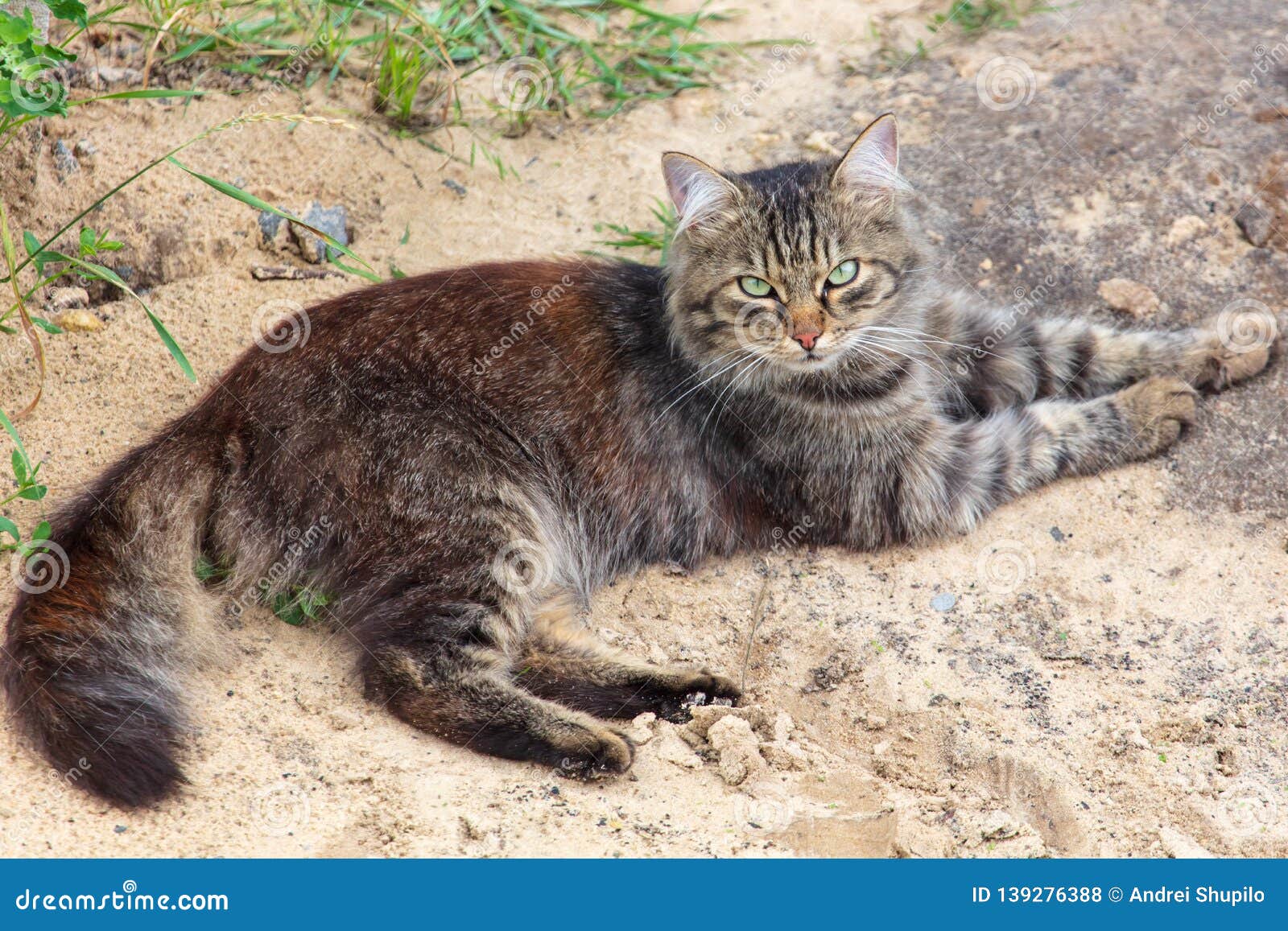 Portrait of a Cat Lying on the Ground Stock Photo - Image of head ...