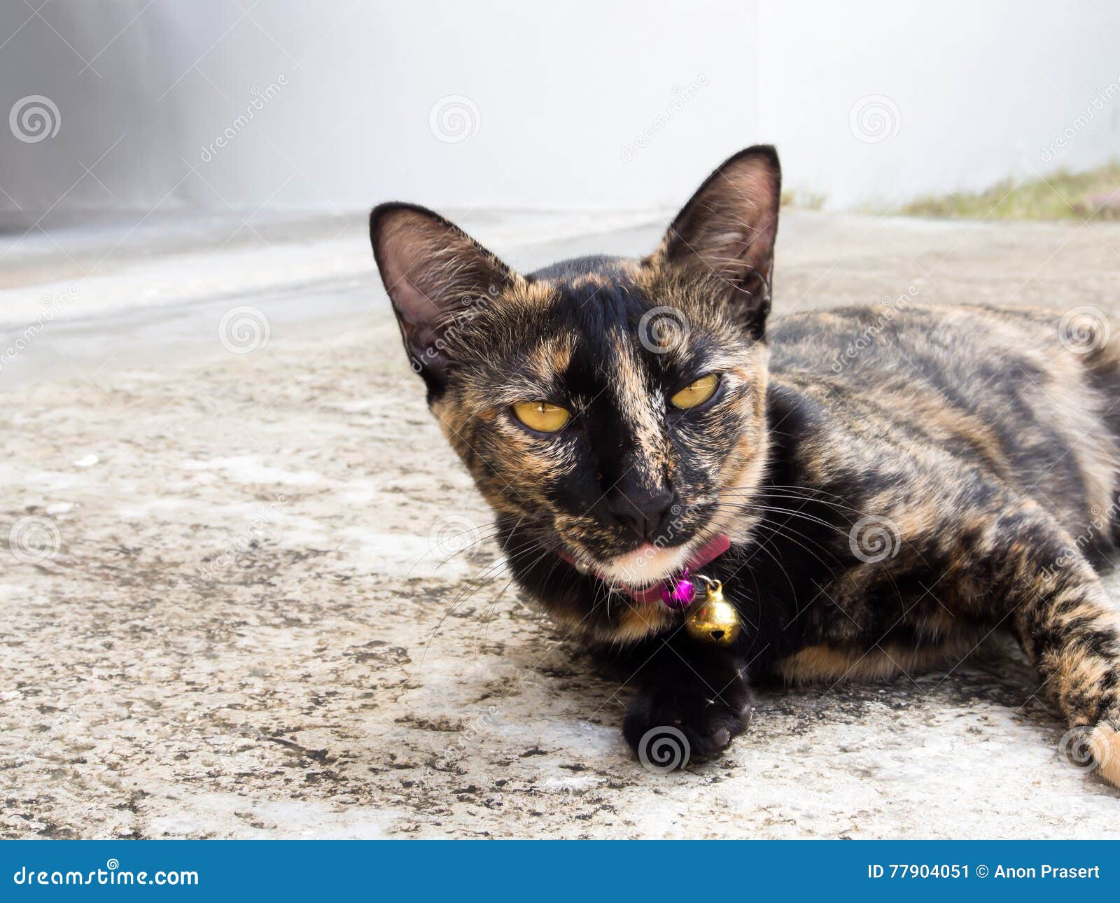 Portrait of cat stock image. Image of nature, white, feline - 77904051