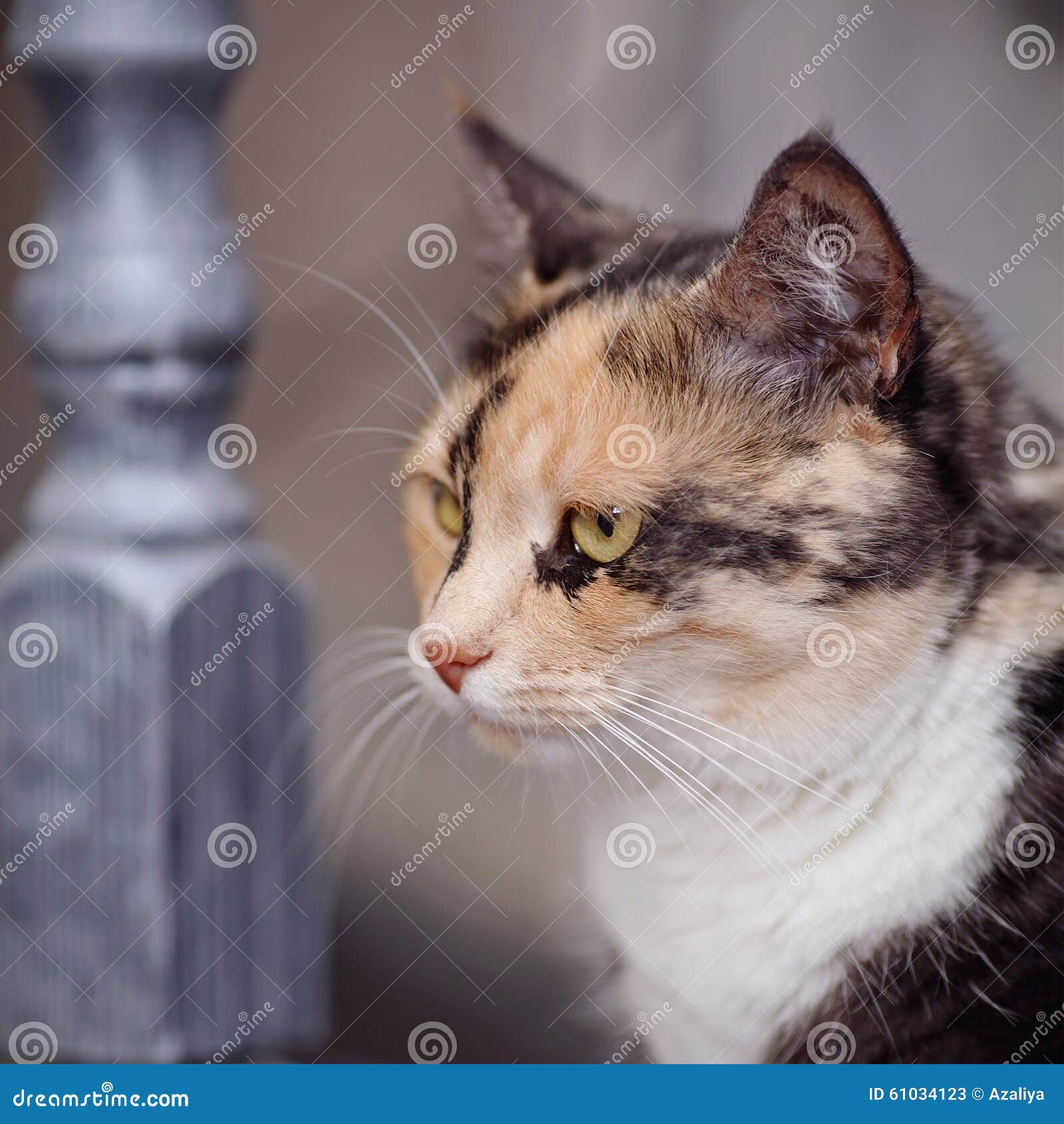 Portrait of a Cat of a Multi-colored Color. Stock Image - Image of puss ...