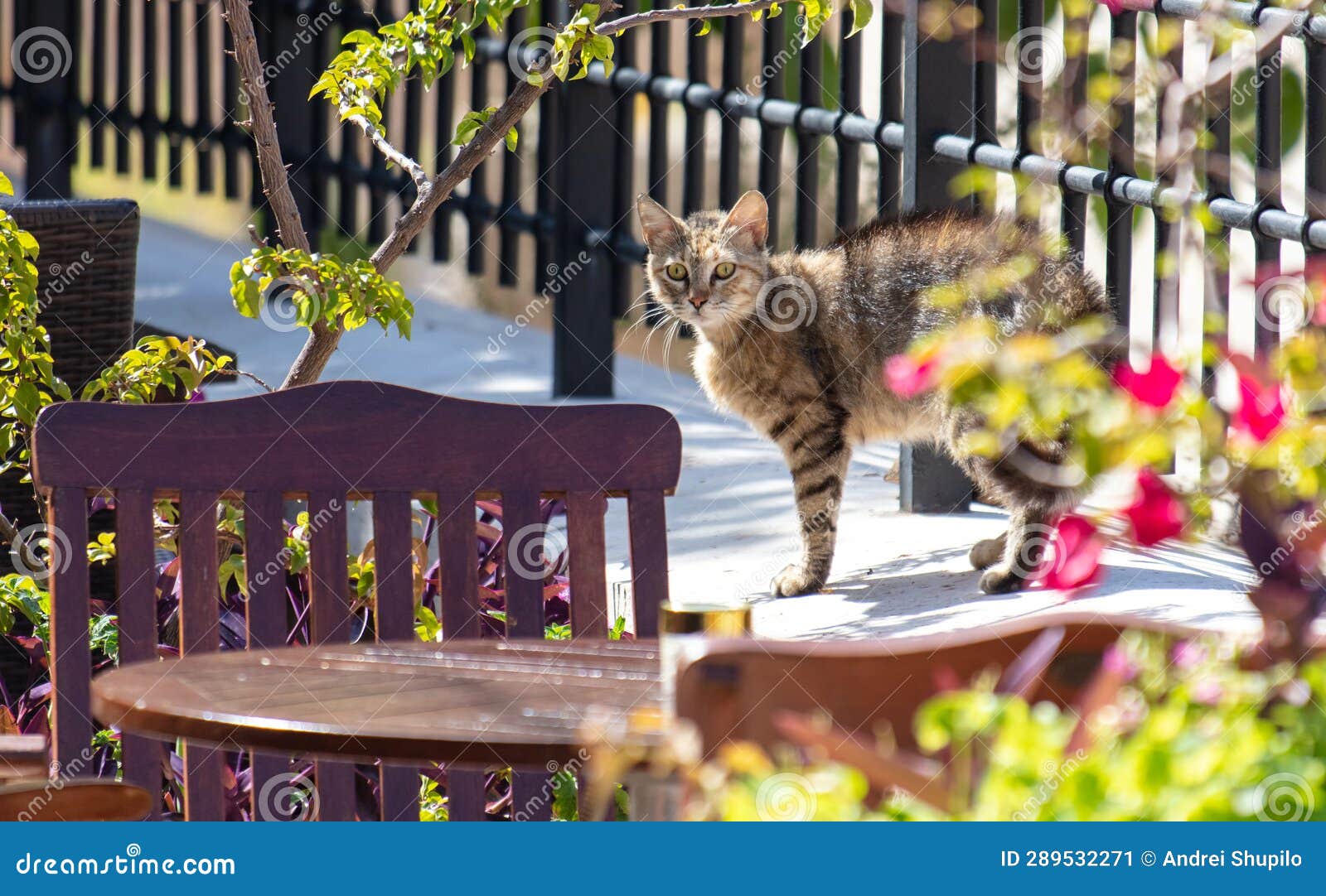 Portrait of a Cat in a Restaurant Stock Image - Image of portrait ...