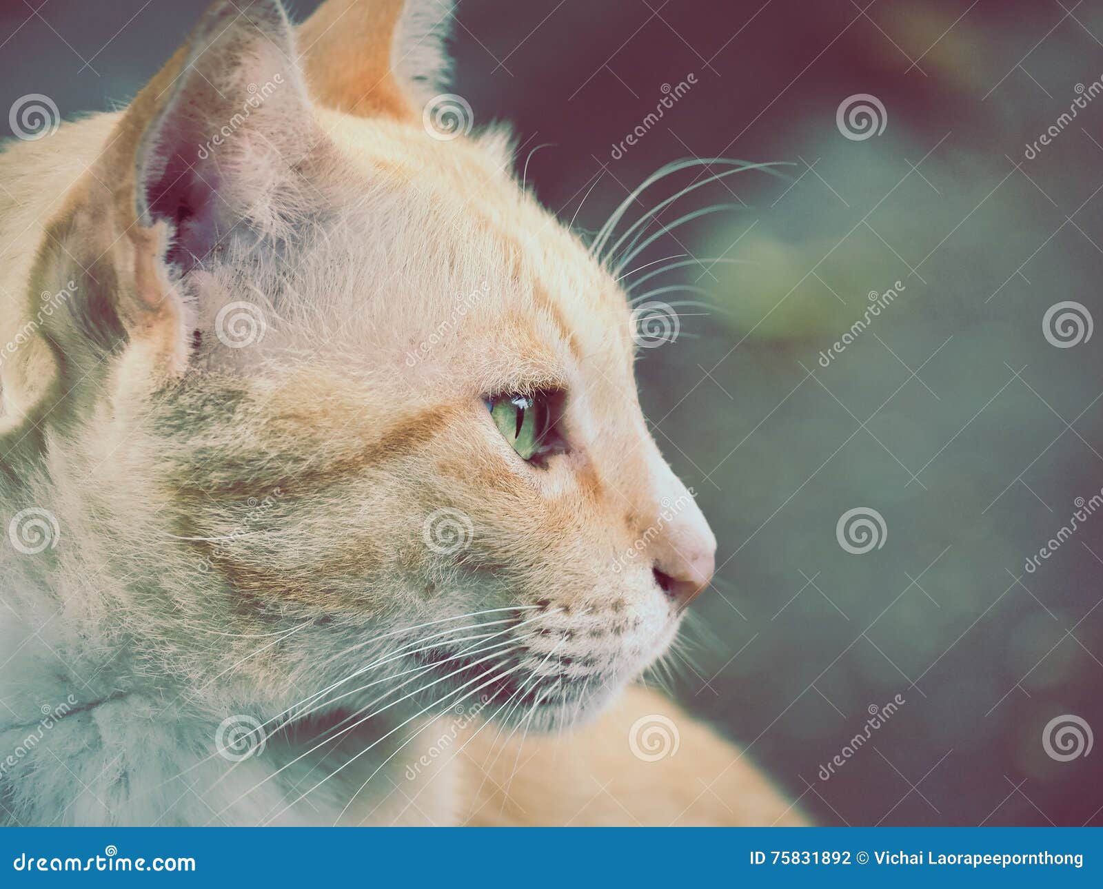 Portrait of Cat, Selective Focus Stock Photo - Image of domestic ...