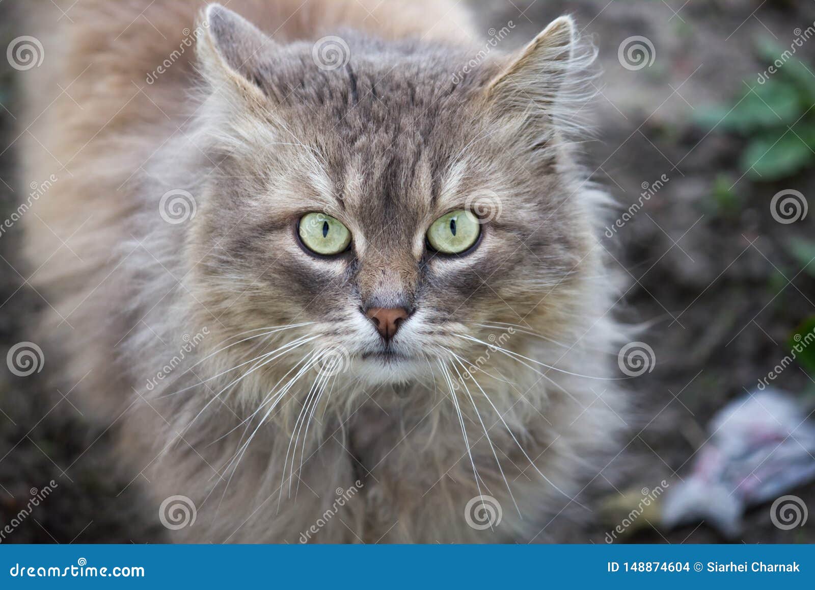 Portrait of a Cat with a Serious Facial Expression Stock Photo - Image ...