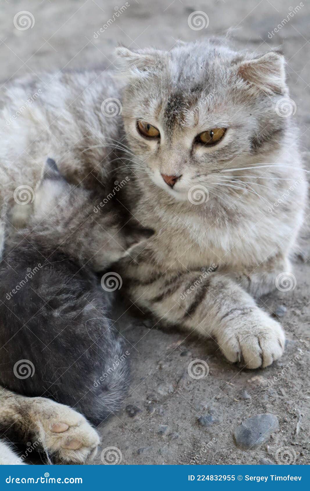 Portrait of a Cat with Small Ears and with Little Kitten Stock Image ...