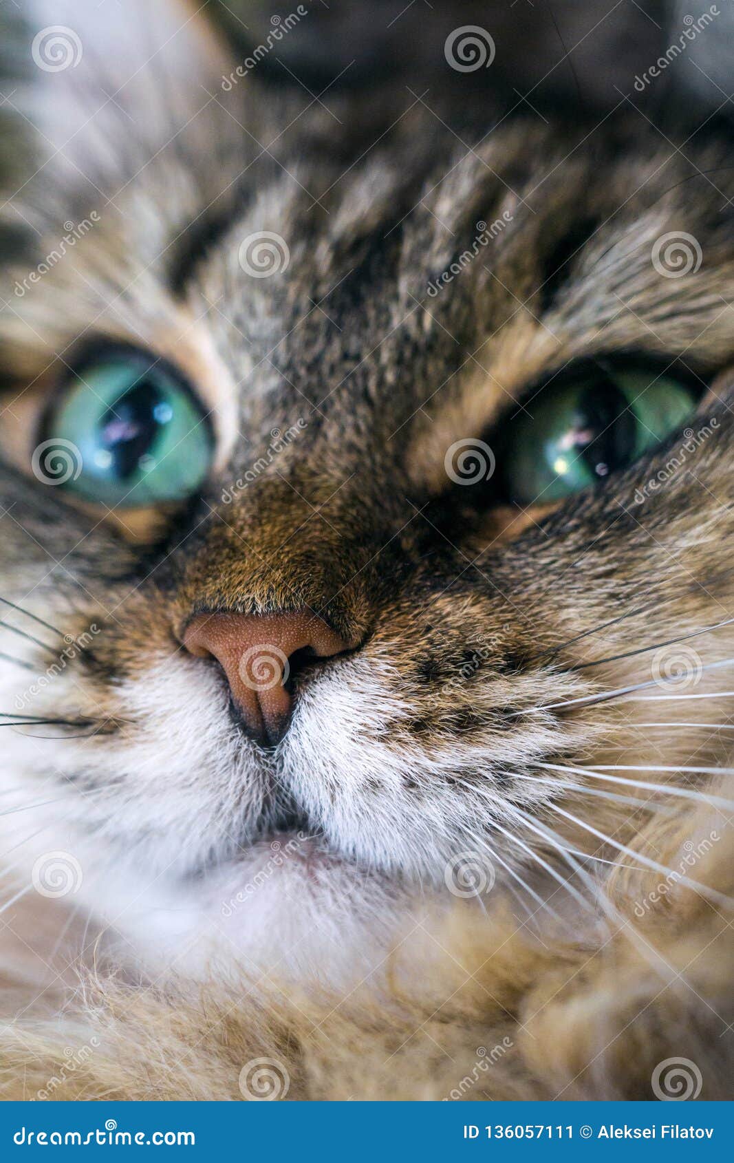 Portrait of a cat vertical stock image. Image of mammal - 136057111