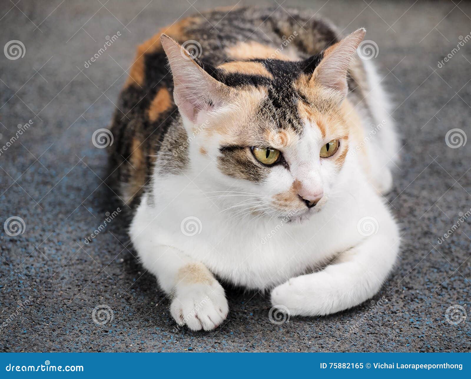 Portrait of a Cat with White and Tabby Fur Stock Image - Image of ...